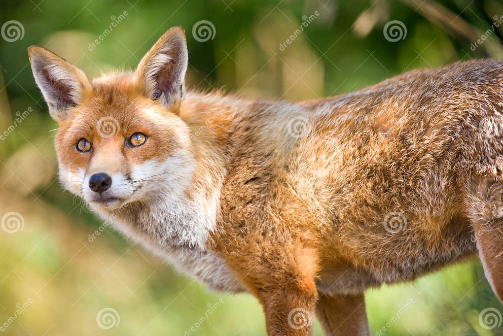 Fox stock image. Image of beast, devious, natural, predator - 33165347