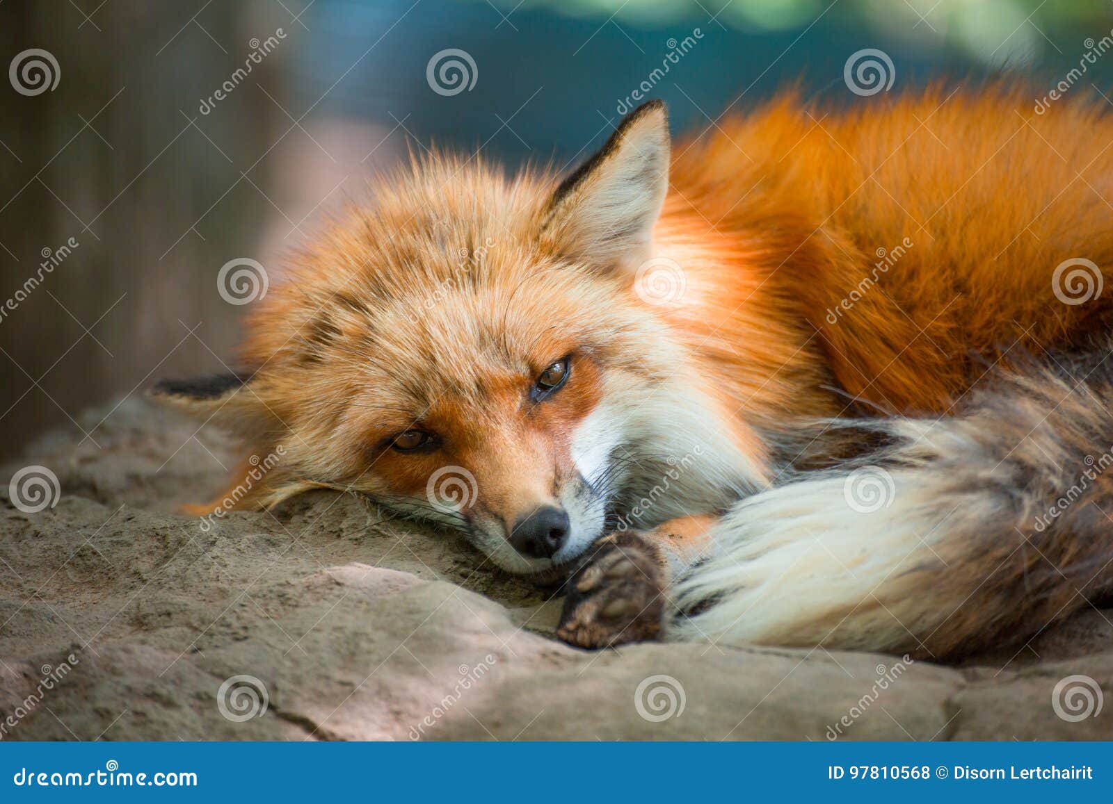 Fox portrait stock photo. Image of sleep, background - 97810568