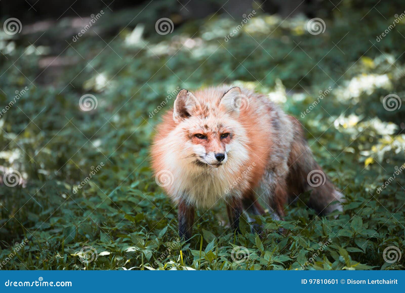 Fox portrait stock image. Image of miyagi, tourism, carnivore - 97810601