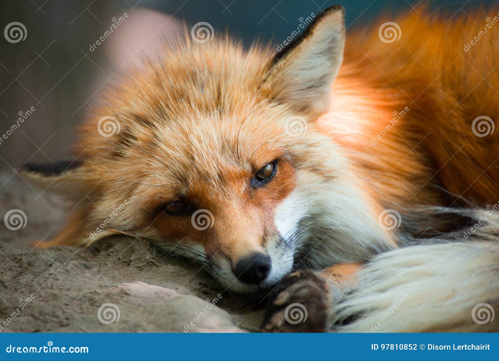 Fox portrait stock photo. Image of tail, japan, portrait - 97810852