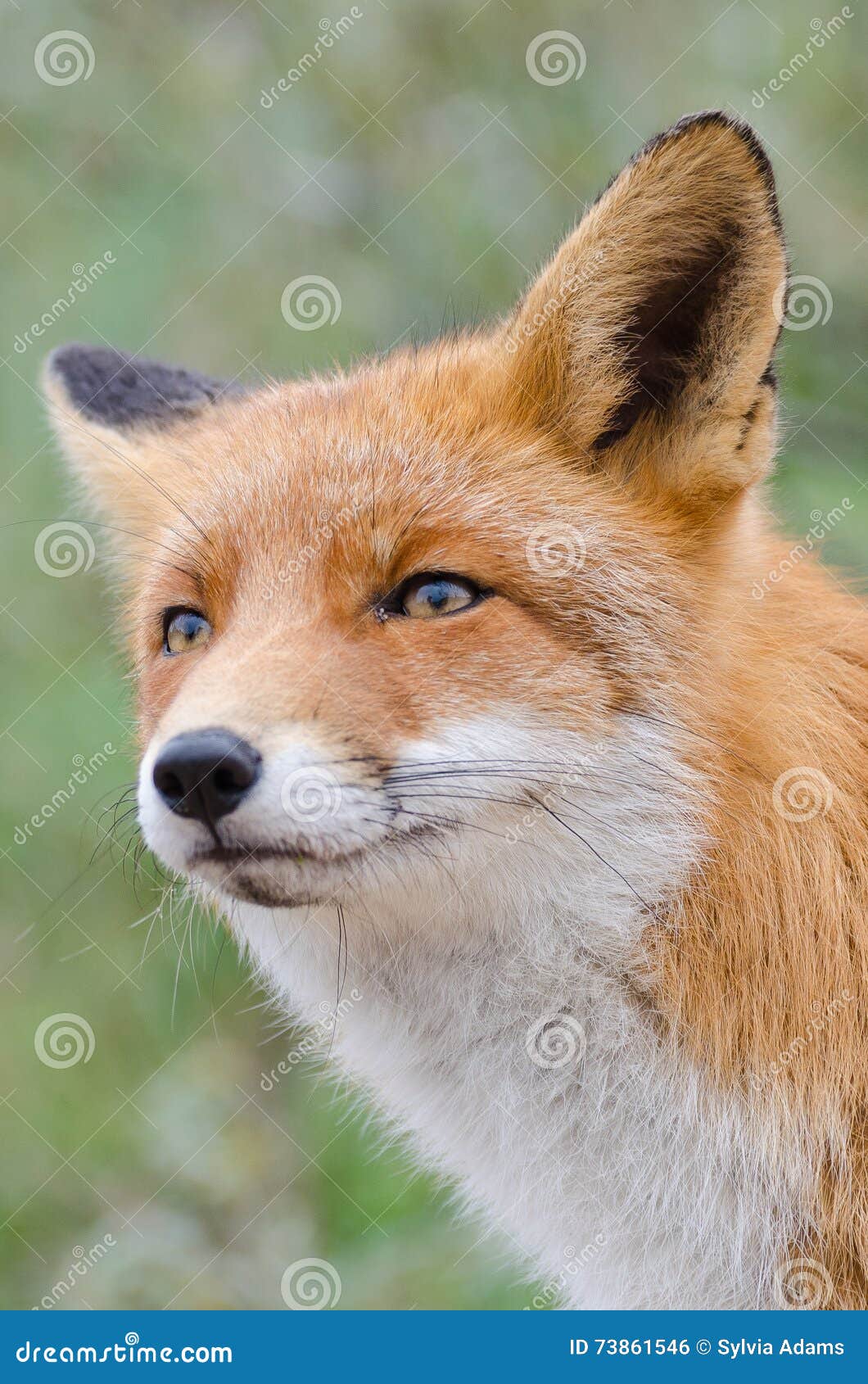 Fox portrait stock photo. Image of head, hunter, close - 73861546