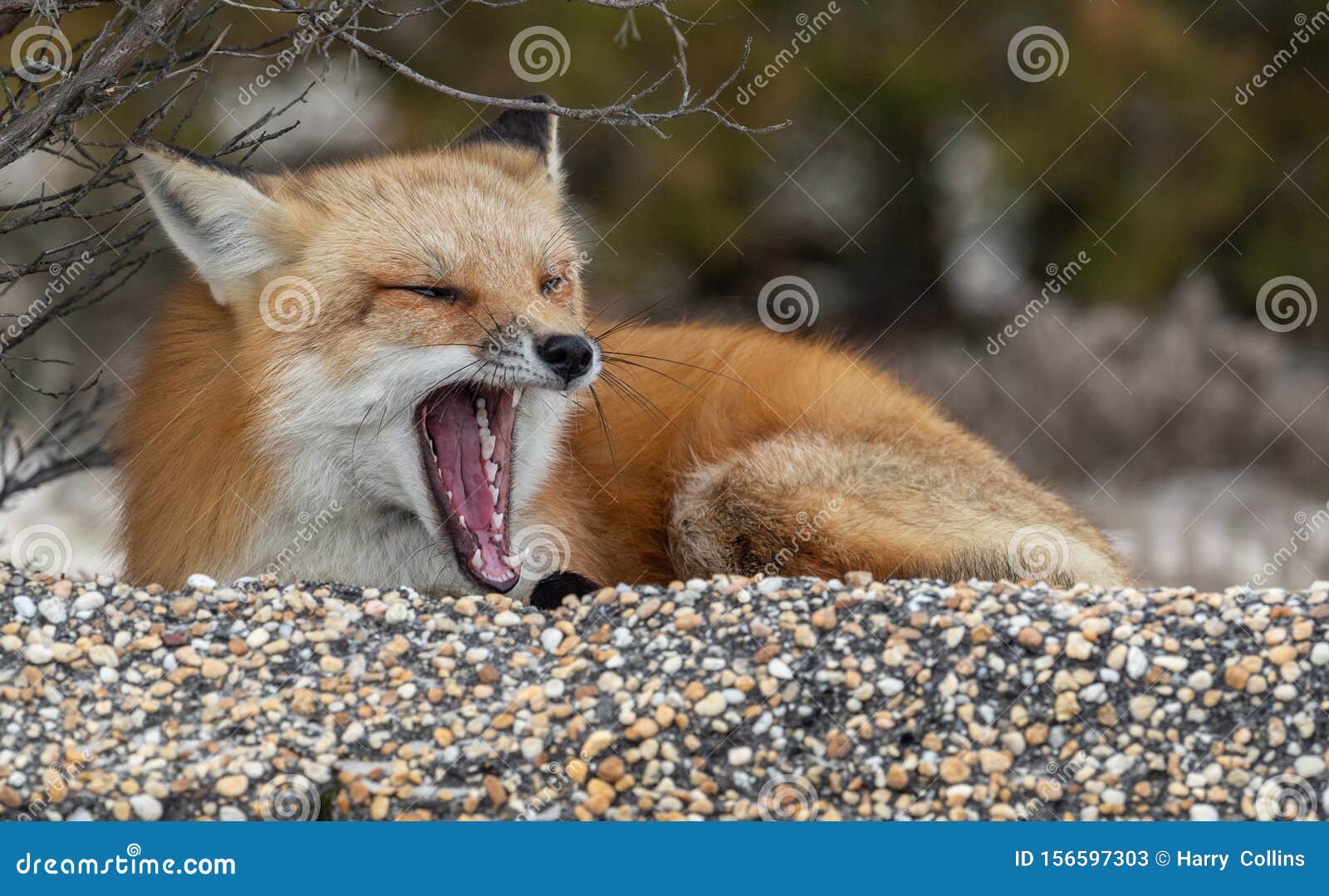 A Fox Portrait stock image. Image of nature, large, columbia - 156597303