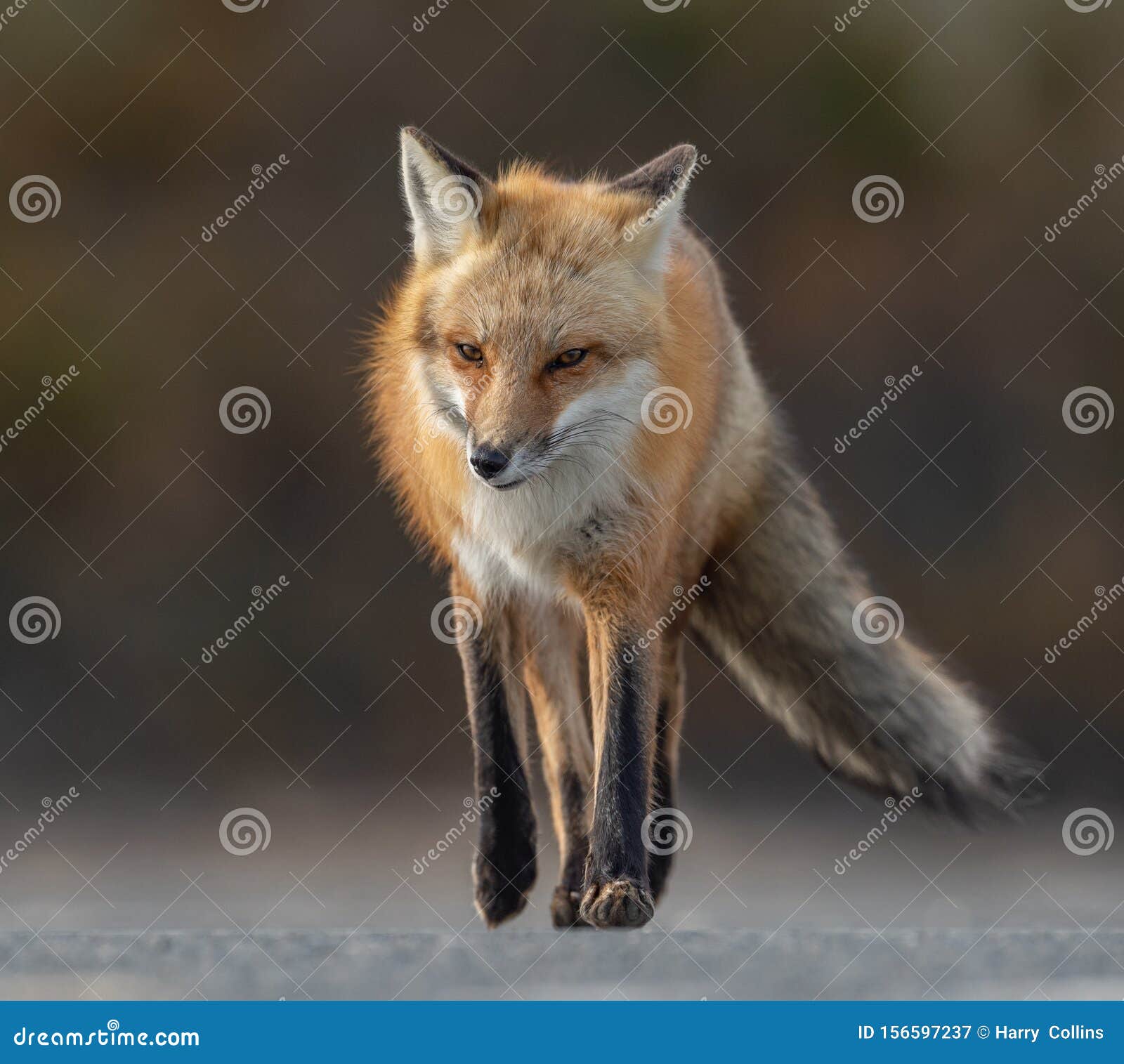 A Fox Portrait stock image. Image of bill, long, animal - 156597237