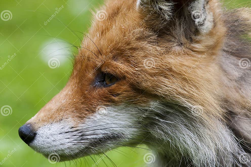 Fox-Profil stockfoto. Bild von wildnis, profil, tiere - 45812528