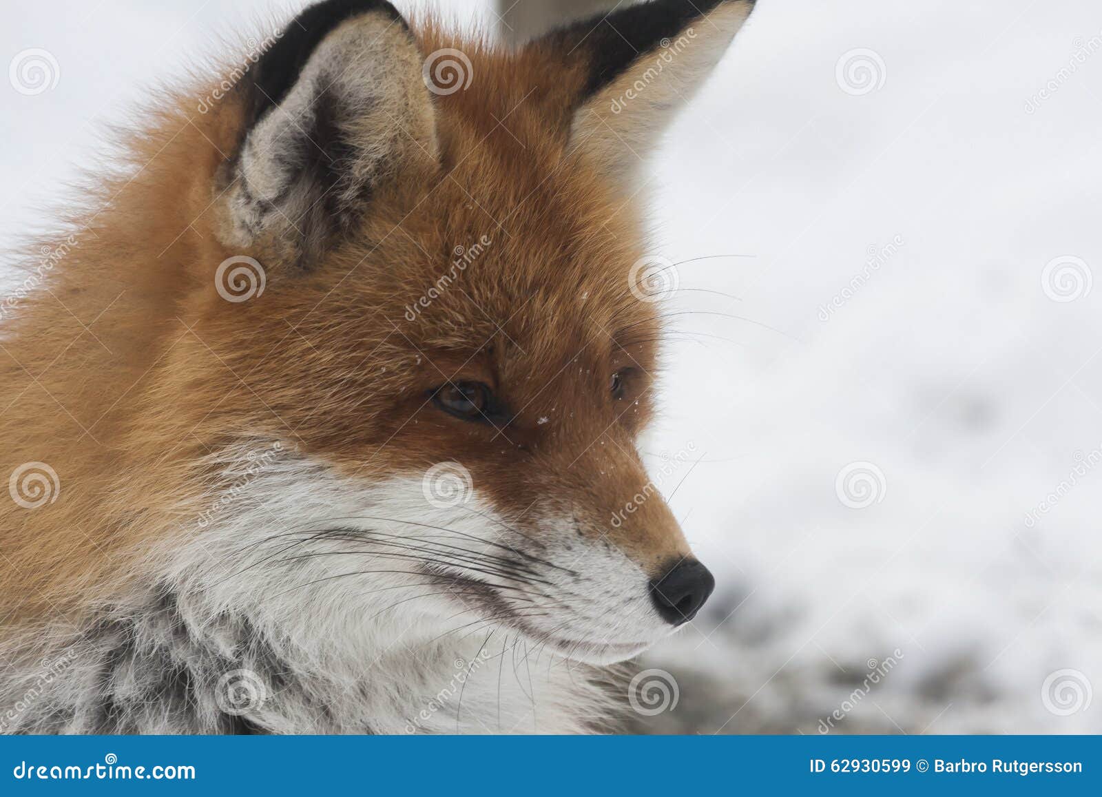 Fox profile stock image. Image of ears, head, wildlife - 62930599