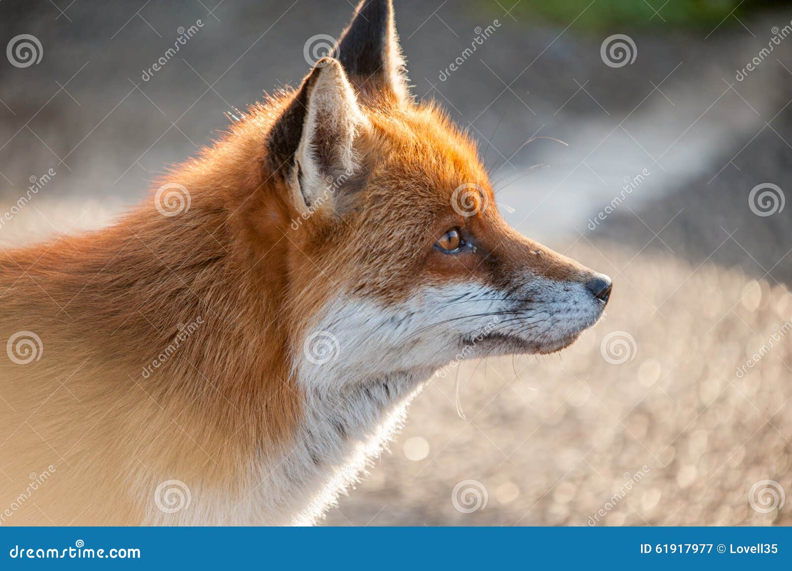 Fox profile stock image. Image of diverse, kingdom, britain - 61917977