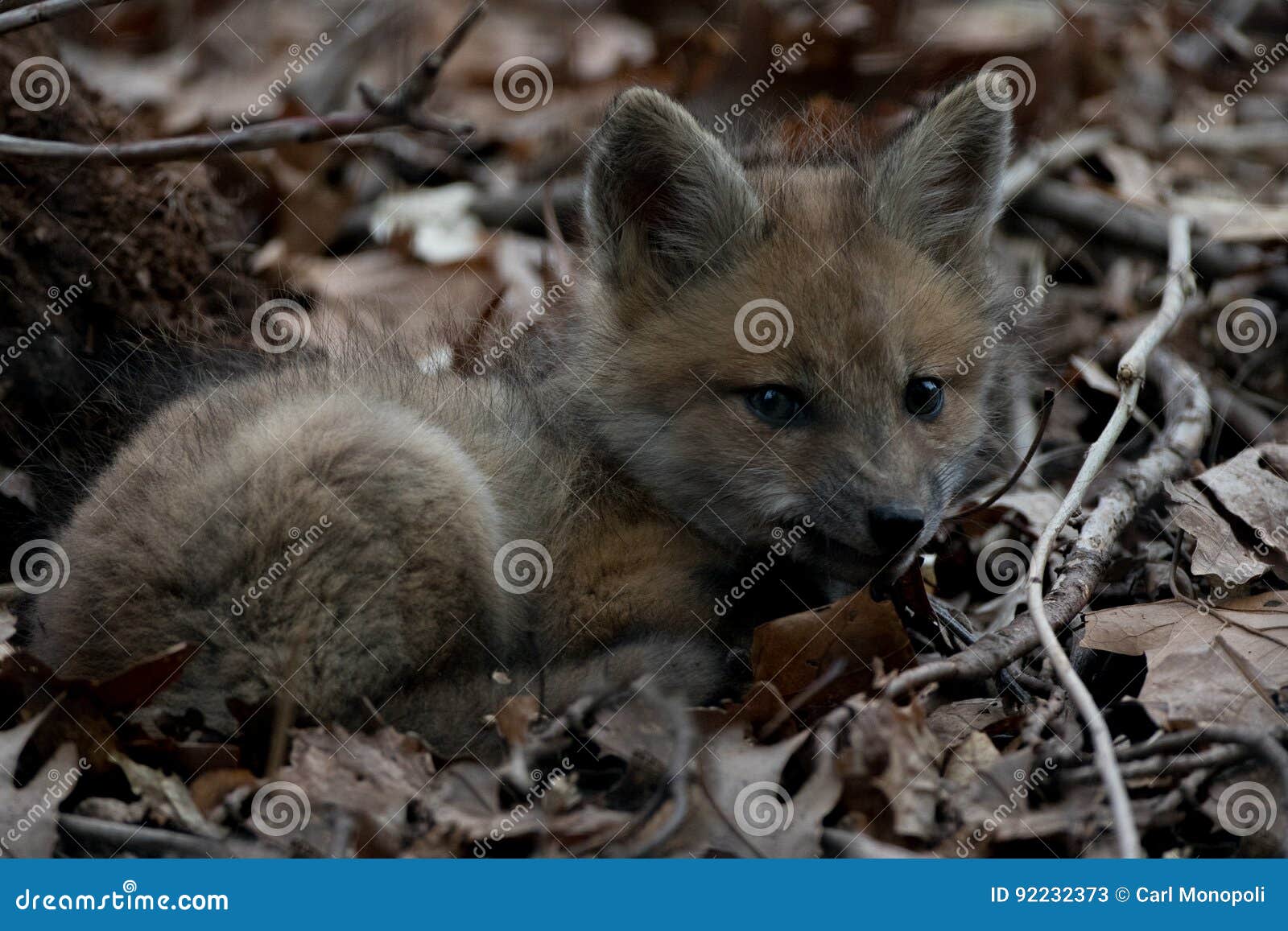 Fox Pup Sneer stock image. Image of sneer, hunter, wildlife - 92232373