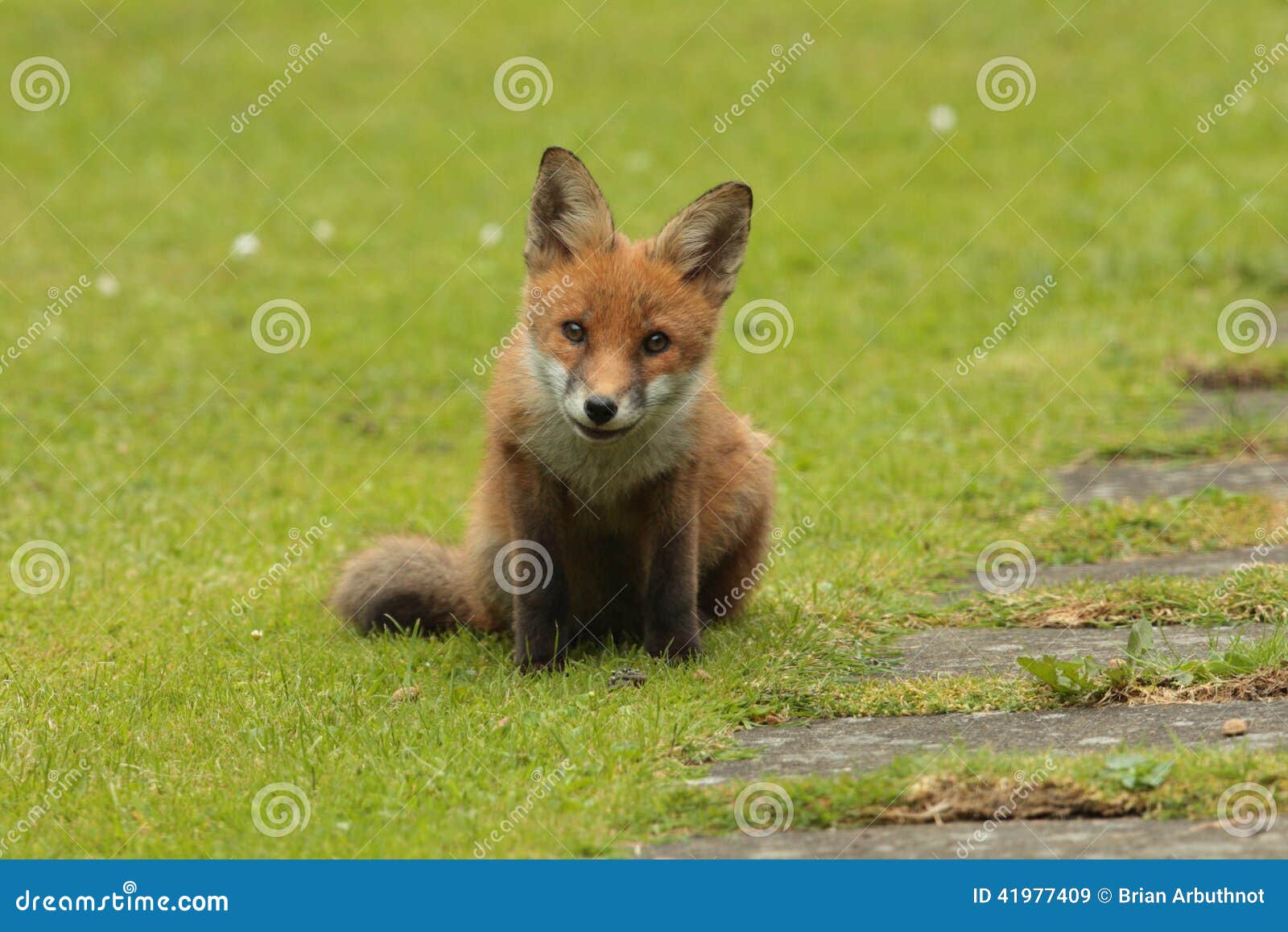Fox pup. stock image. Image of front, pups, cubs, nature - 41977409