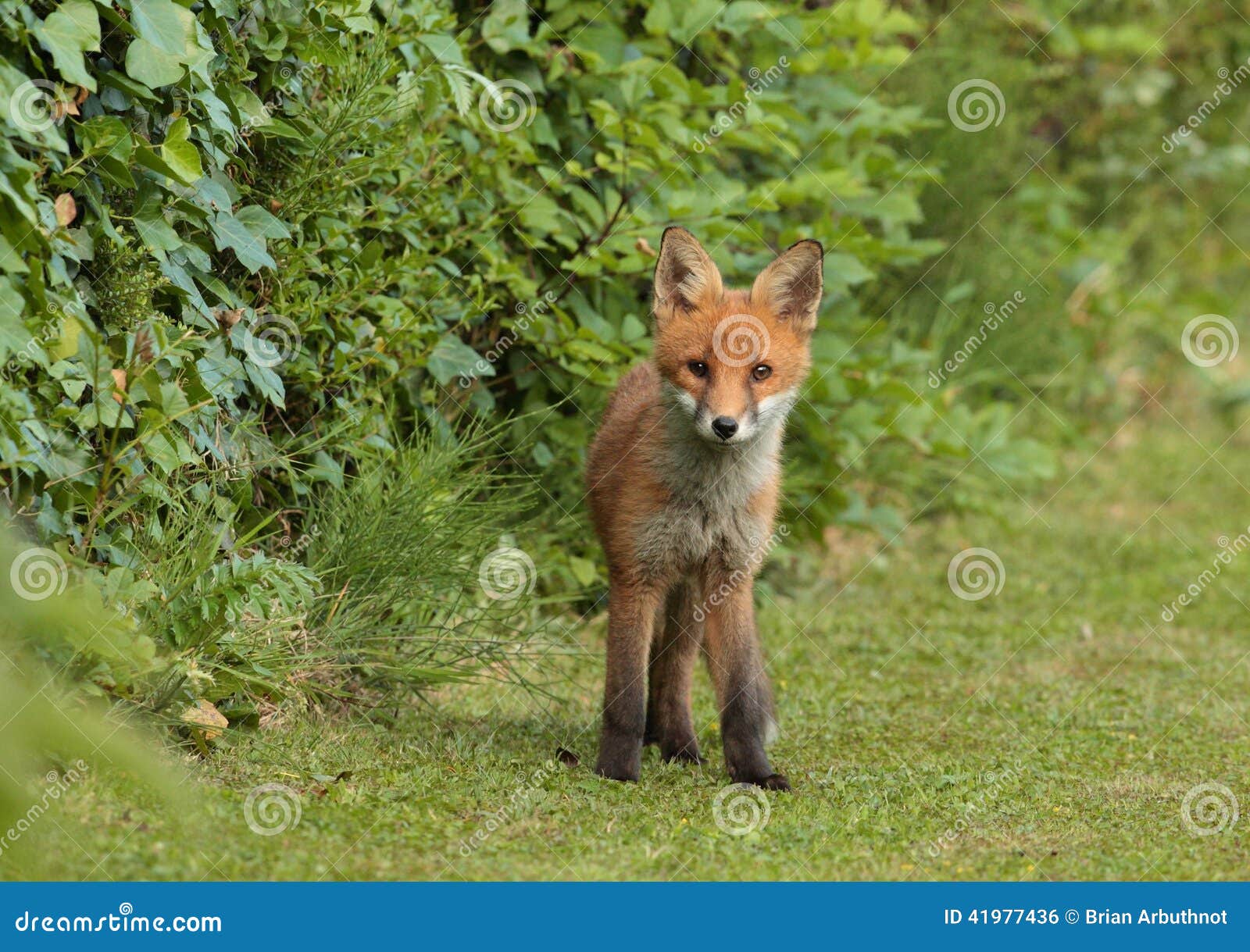 Fox pup. stock photo. Image of wildlife, front, foxes - 41977436