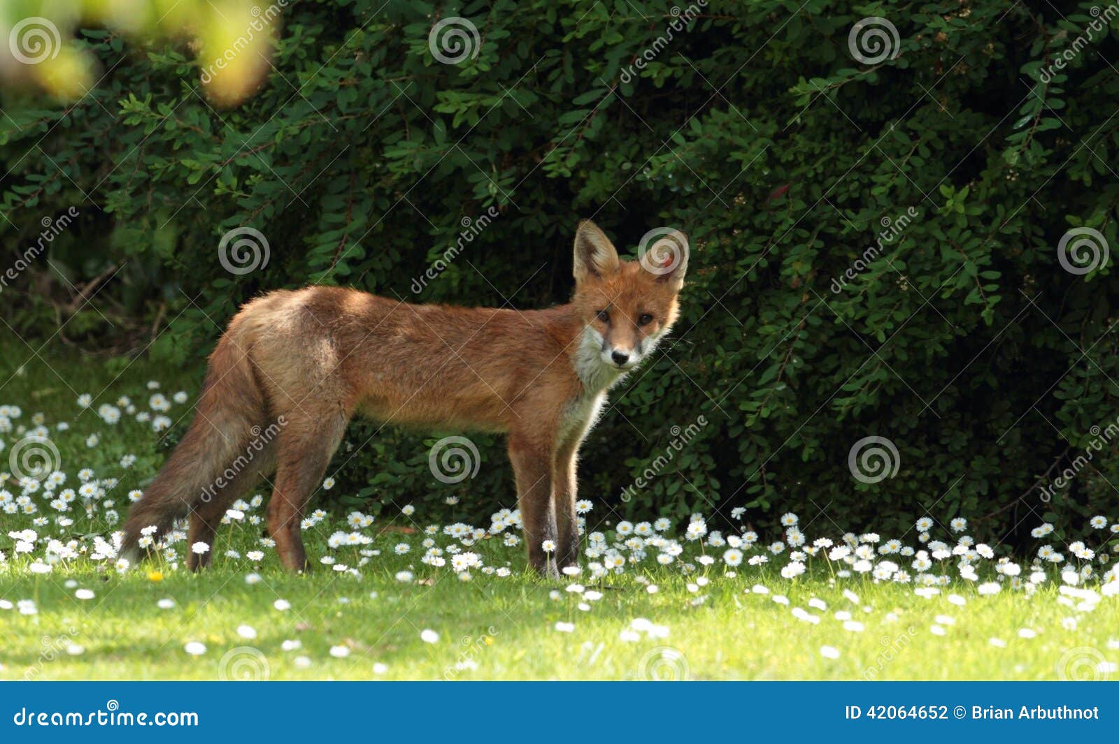 Fox pup. stock photo. Image of wild, cubs, foxes, pups - 42064652