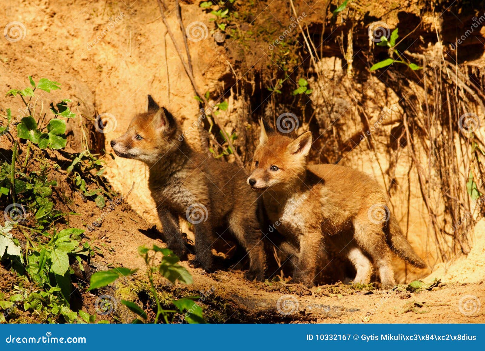 Fox pups stock image. Image of funny, small, outside - 10332167