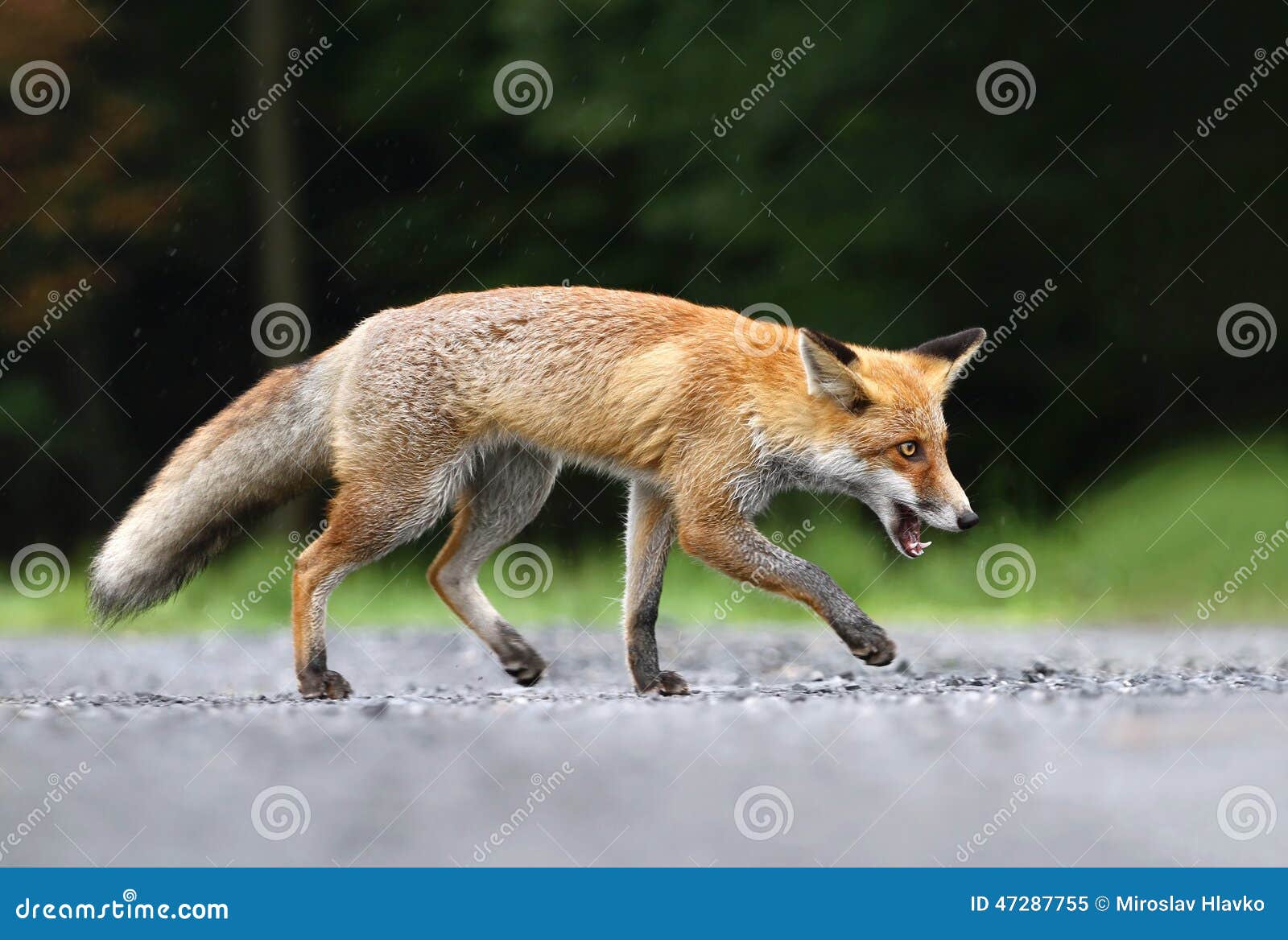 Fox in rain stock image. Image of killer, clever, natural - 47287755