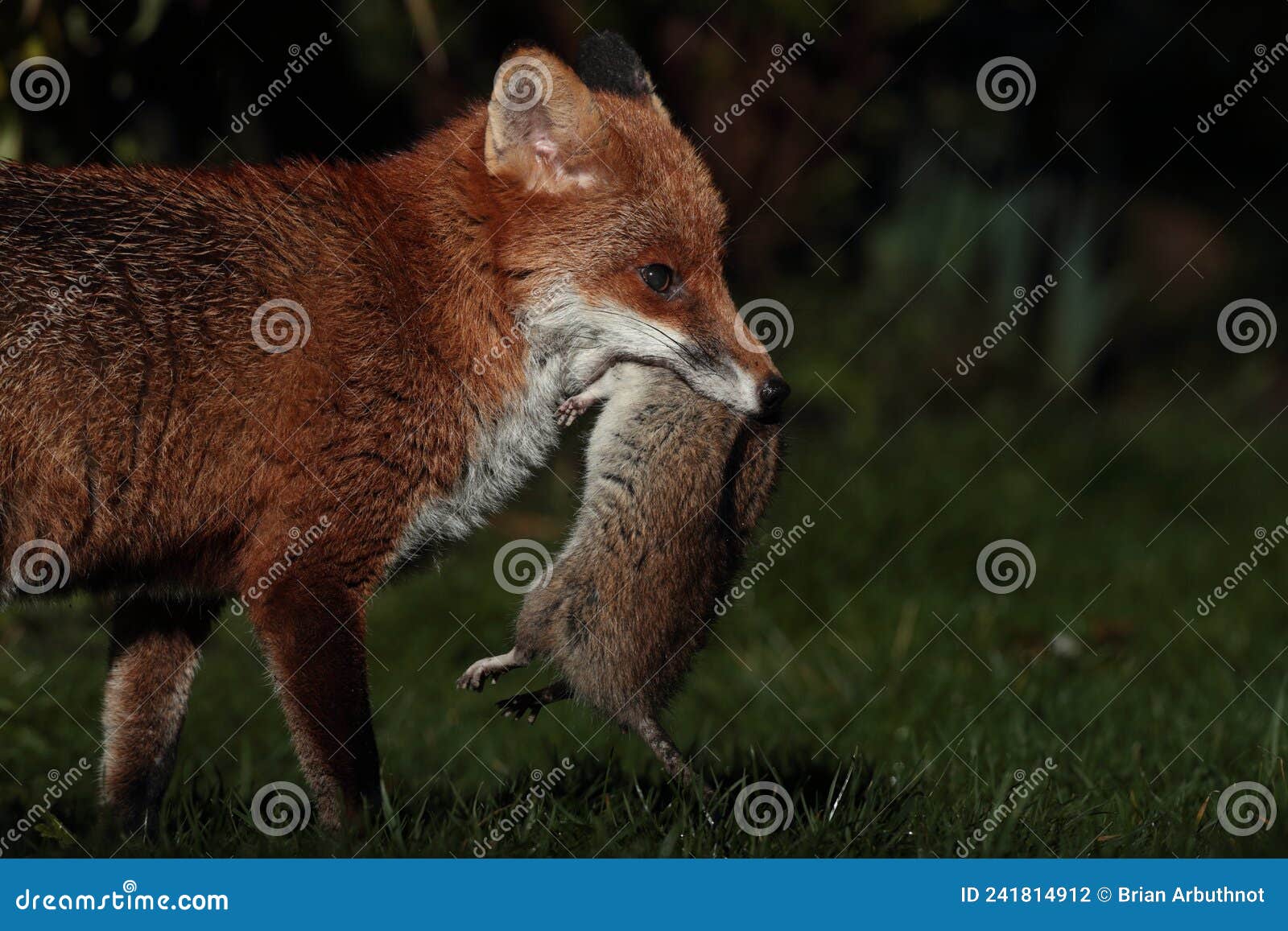 Fox and rat at night. stock photo. Image of wild, profile - 241814912