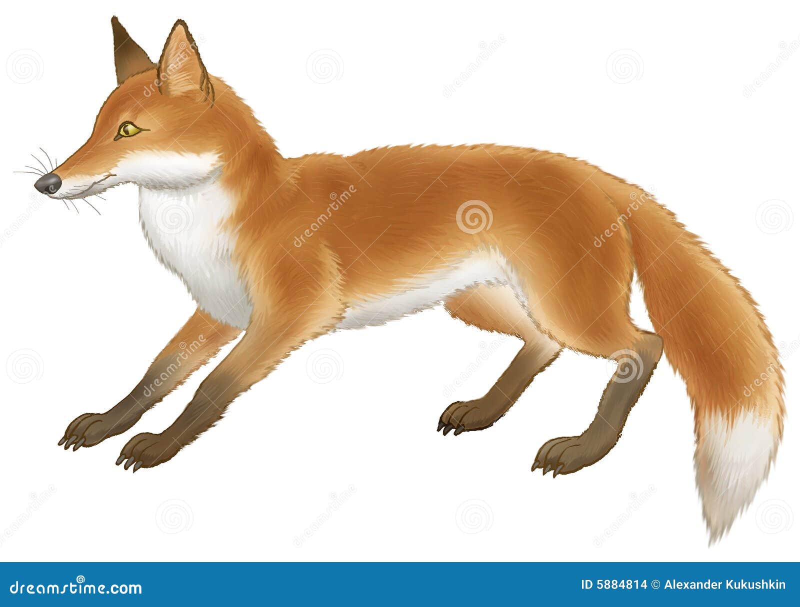 The fox red stock illustration. Illustration of background - 5884814