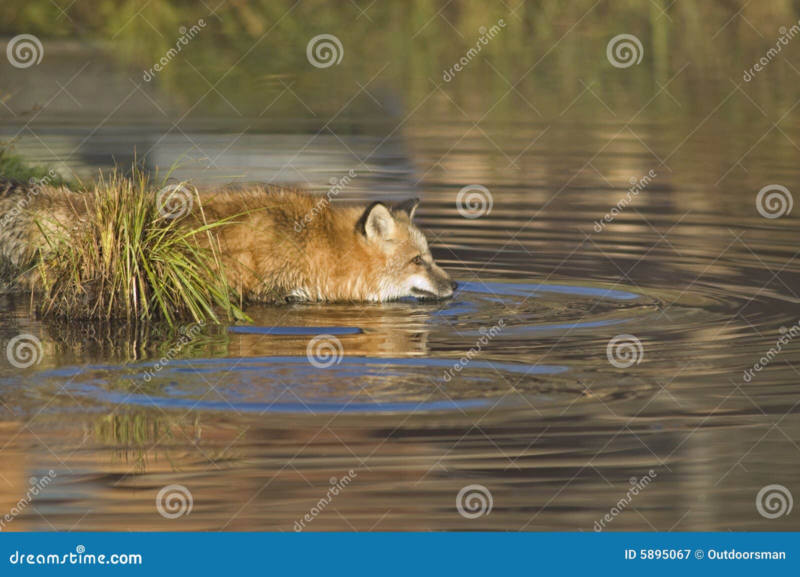 Fox-red stock image. Image of water, nature, pond, wildlife - 5895067