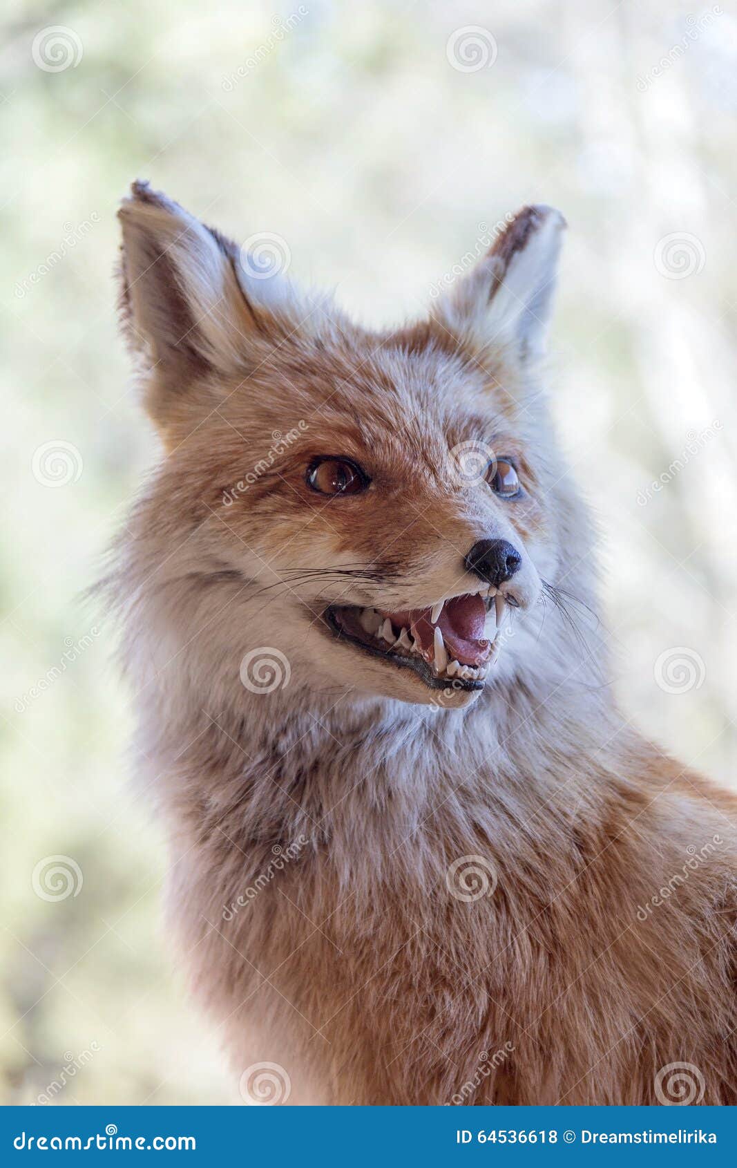 Fox stock photo. Image of mischief, outdoors, away, beauty - 64536618