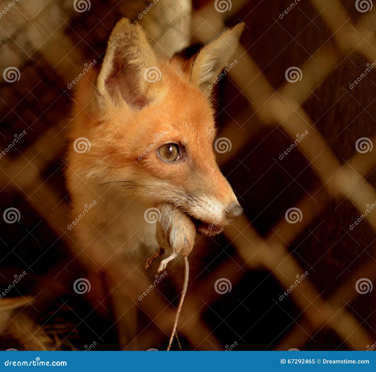Fox stock image. Image of mousen, mouth, nature, animal - 67292465