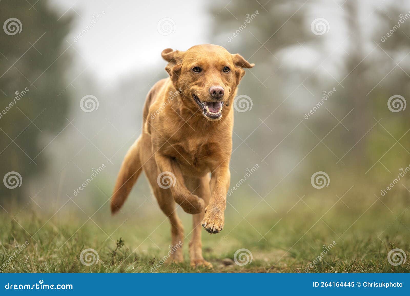 Fox Red Labrador Running in the Forest Towards the Camera Stock Image ...