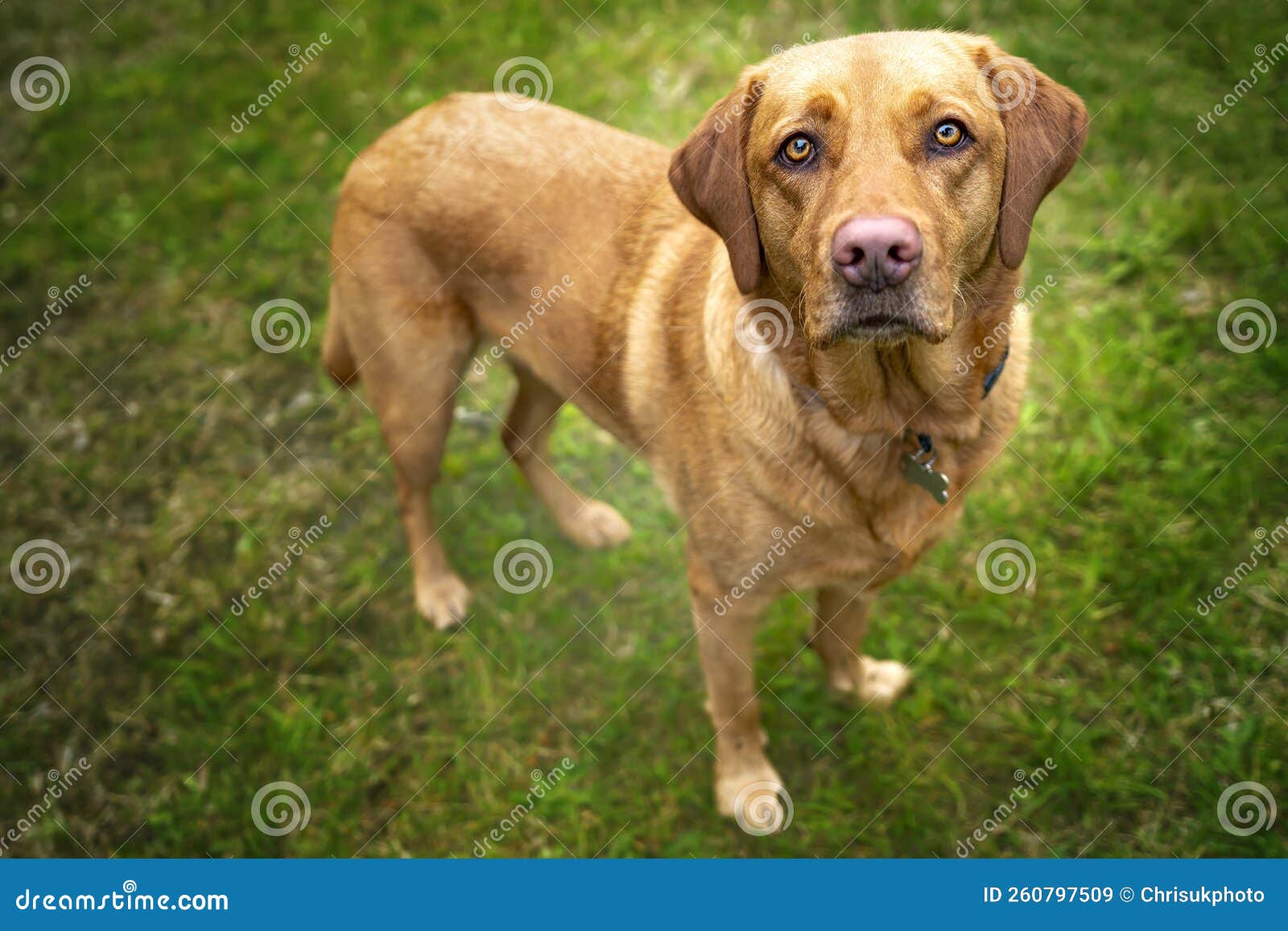 Fox Red Labrador Standing and Looking at the Camera Stock Image - Image ...