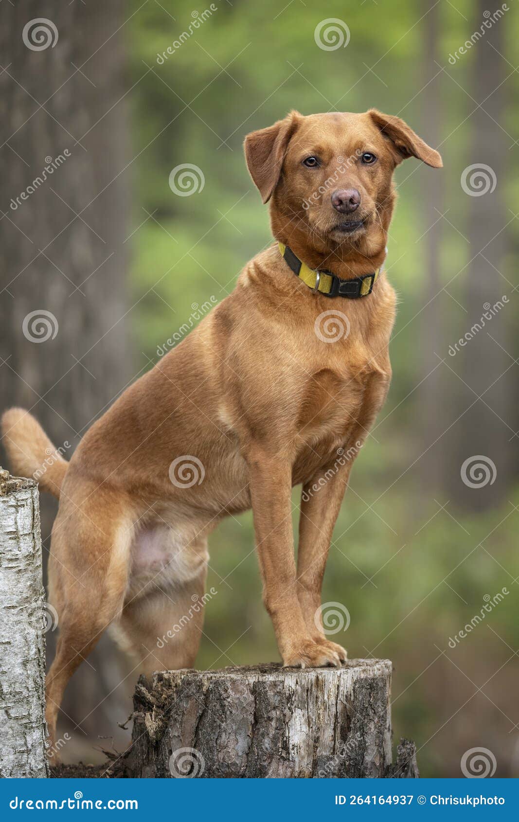 Fox Red Labrador on a Tree Stump Posing in the Forest Stock Image ...