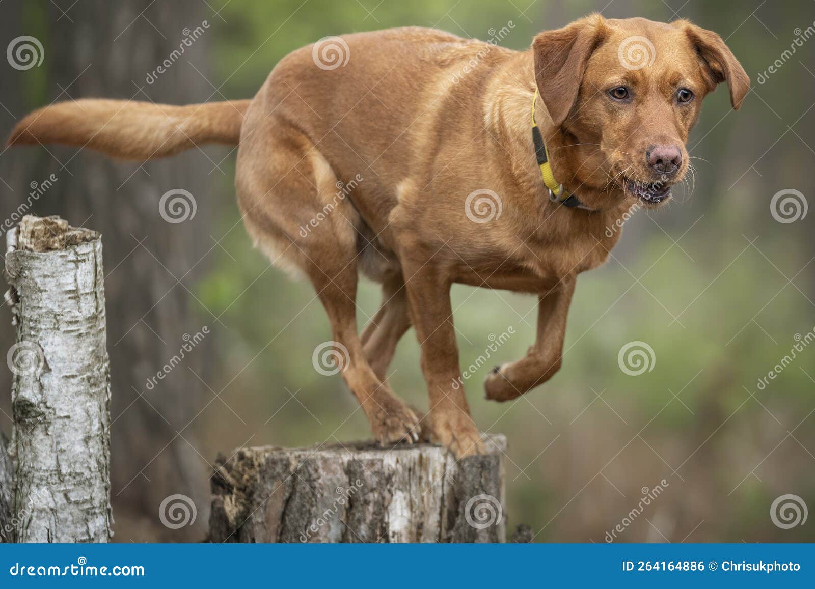 Fox Red Labrador on a Tree Stump Leaping in the Forest Stock Photo ...