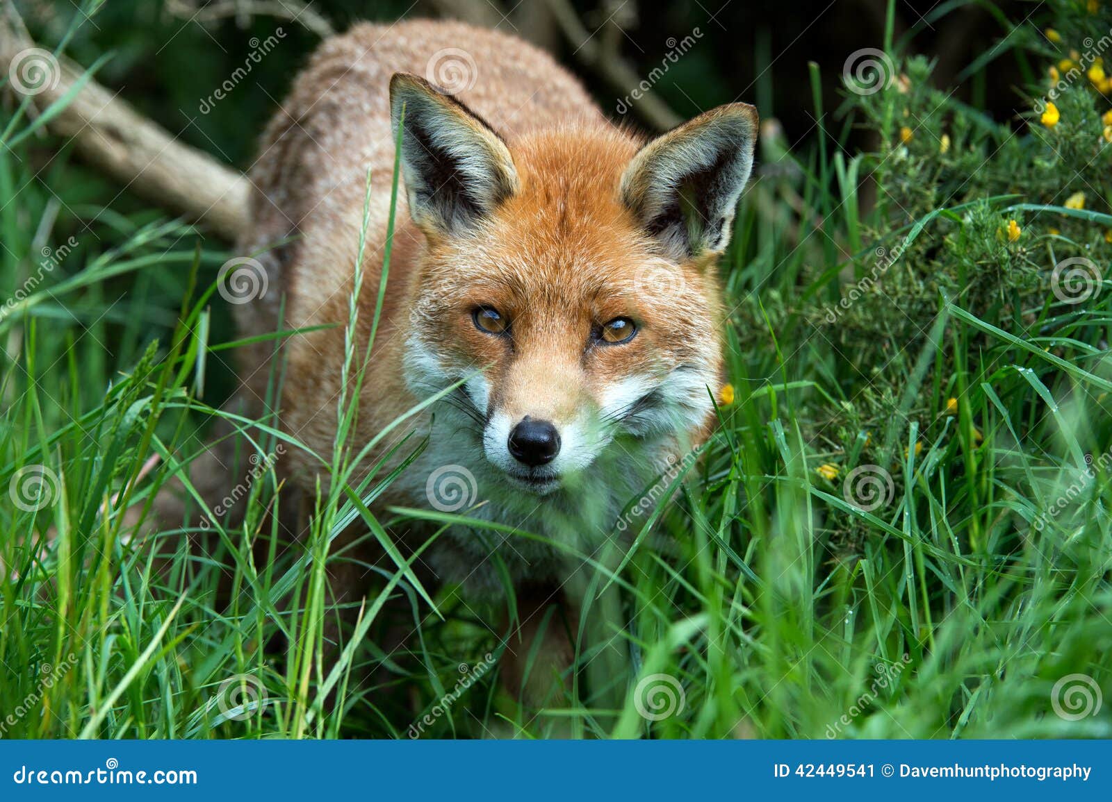 Fox stock image. Image of green, omnivorous, wilderness - 42449541