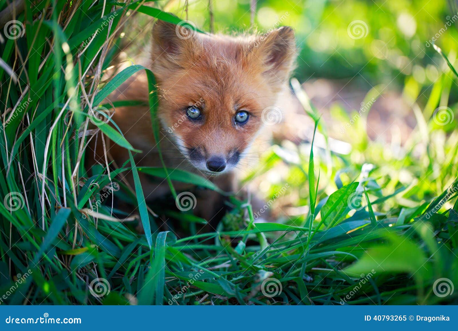 Fox stock image. Image of animal, nature, wildlife, whiskers - 40793265