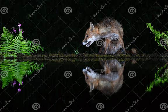 Fox reflection at night stock photo. Image of water - 324587122