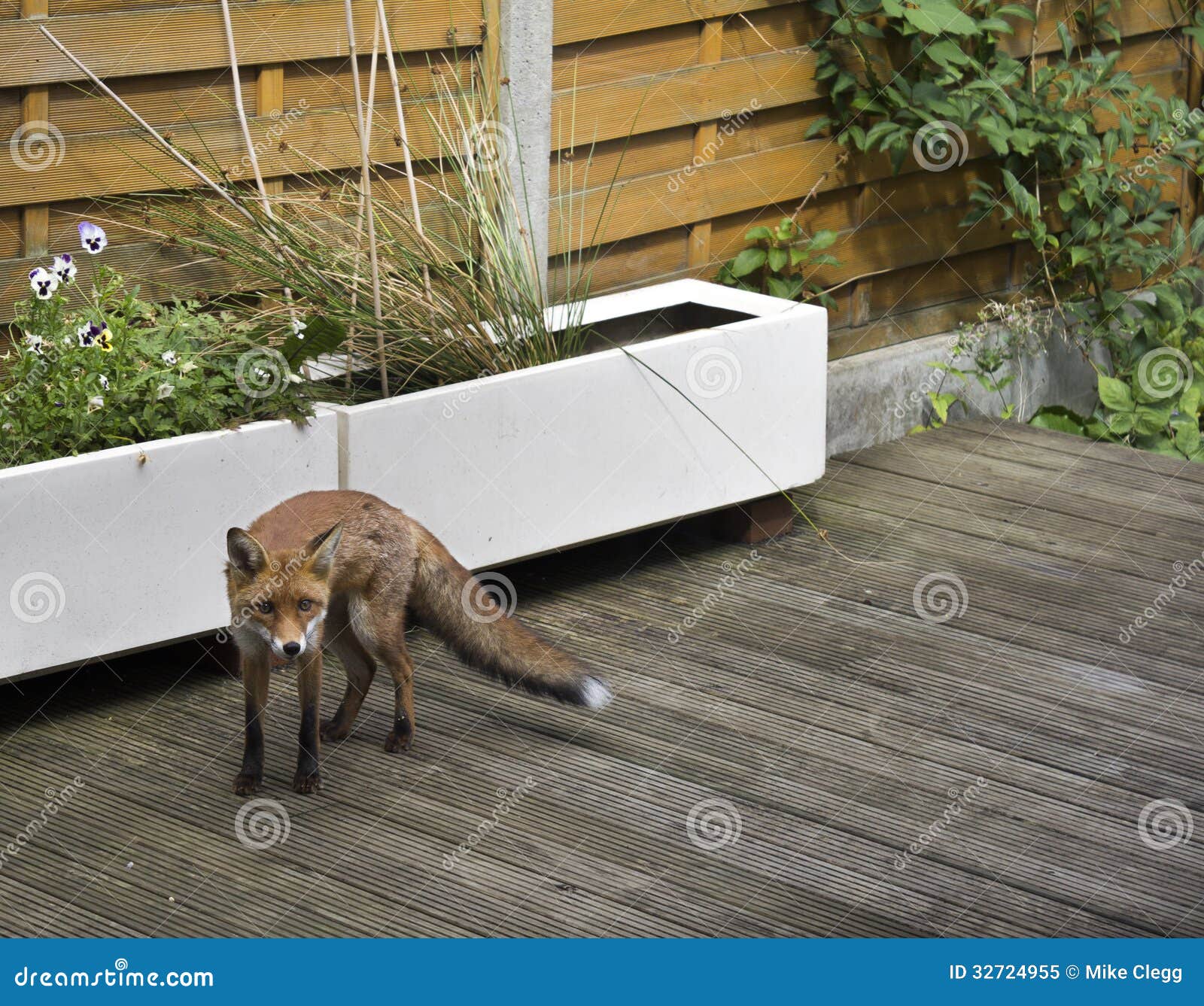 Fox in a Residential Garden Stock Image - Image of house, england: 32724955