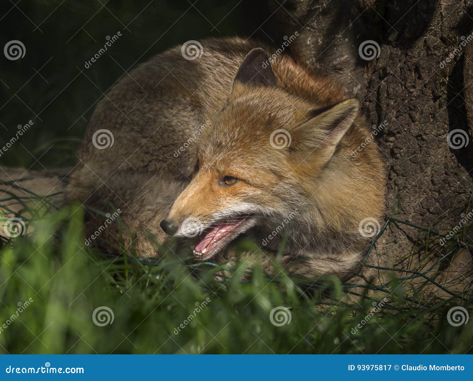 A Fox Rest at the Foot of the Tree Stock Image - Image of everypixel ...