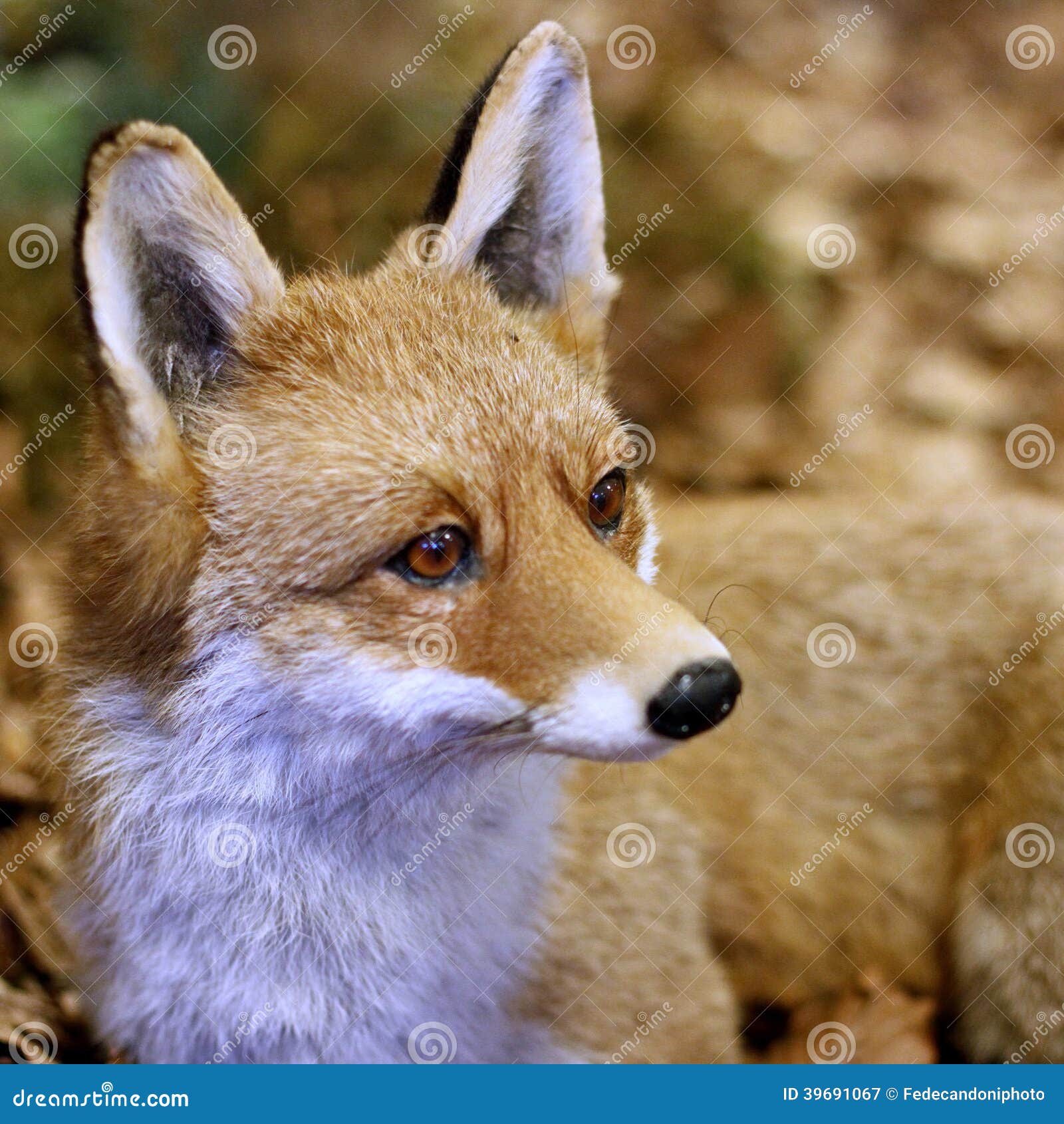 Fox Resting Lying in the Middle of the Leaves 2 Stock Image - Image of ...