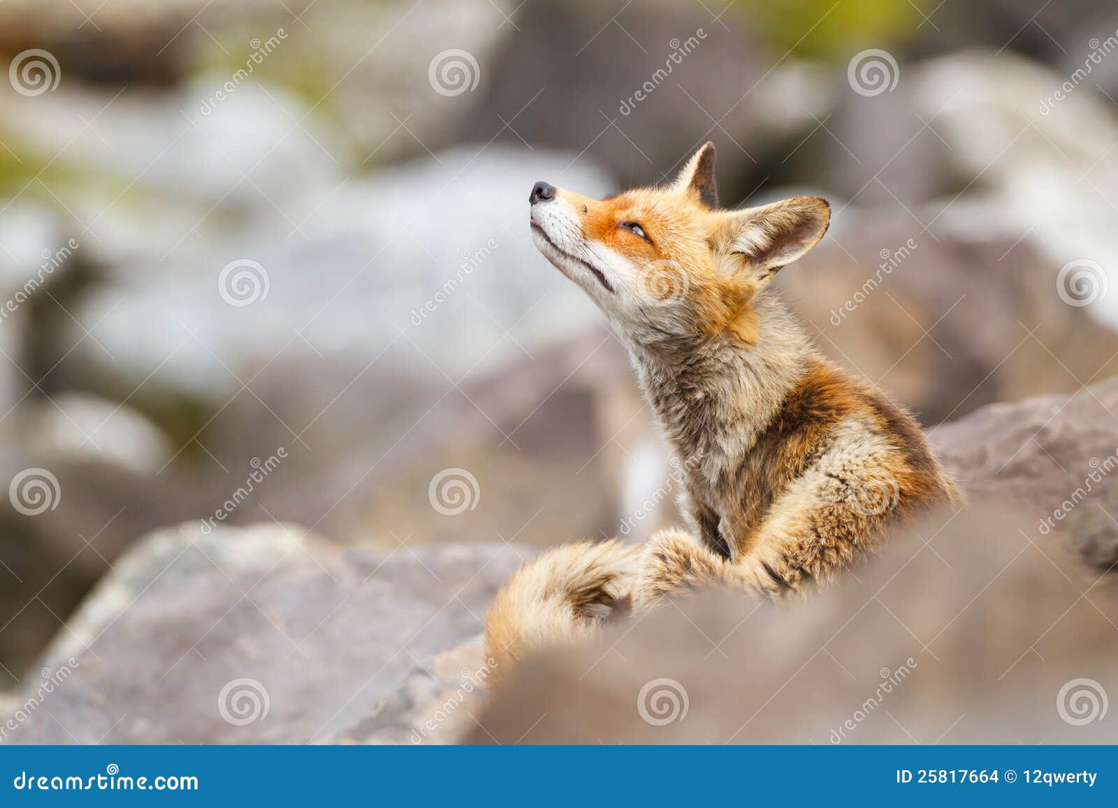 Fox resting on rocks stock photo. Image of single, vulpes - 25817664