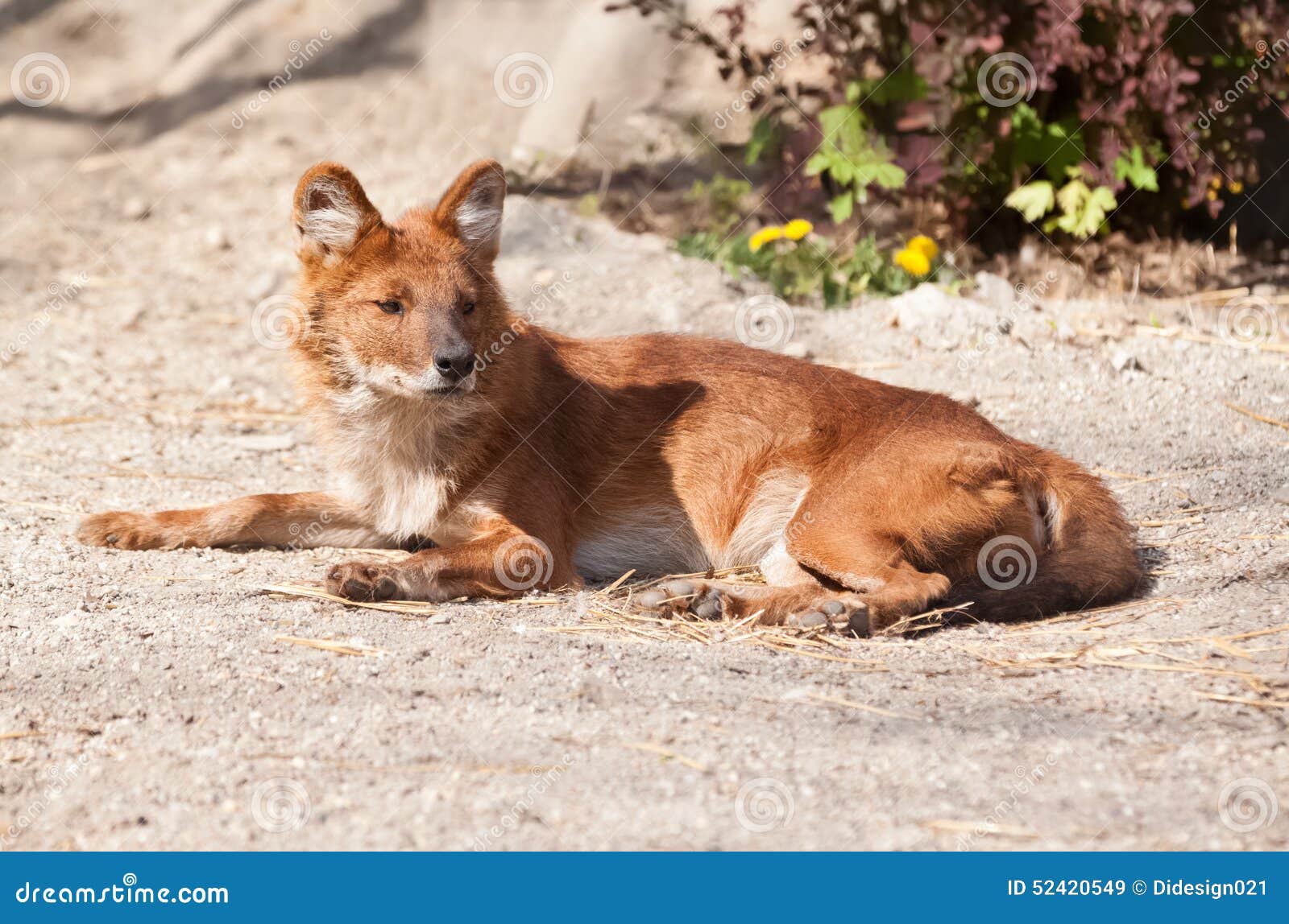 Fox resting on the sun stock image. Image of italy, ears - 52420549