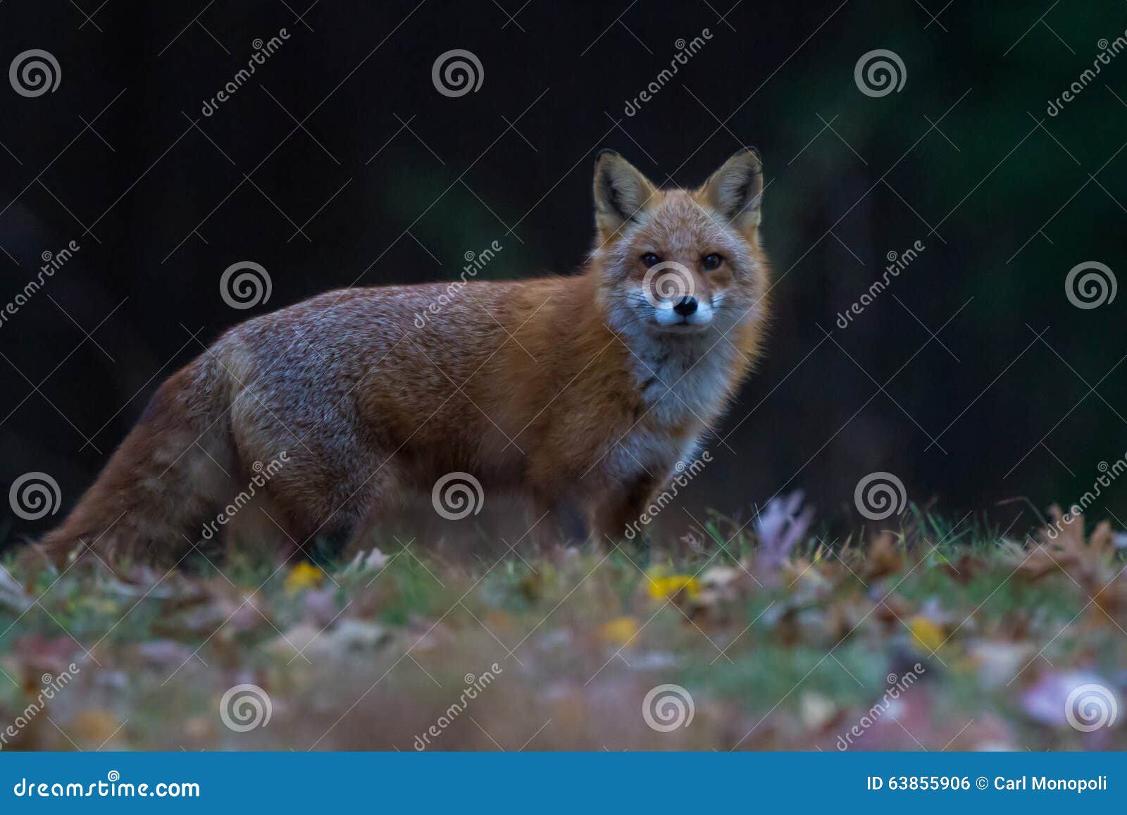 Fox on rise stock photo. Image of rise, mammal, nature - 63855906