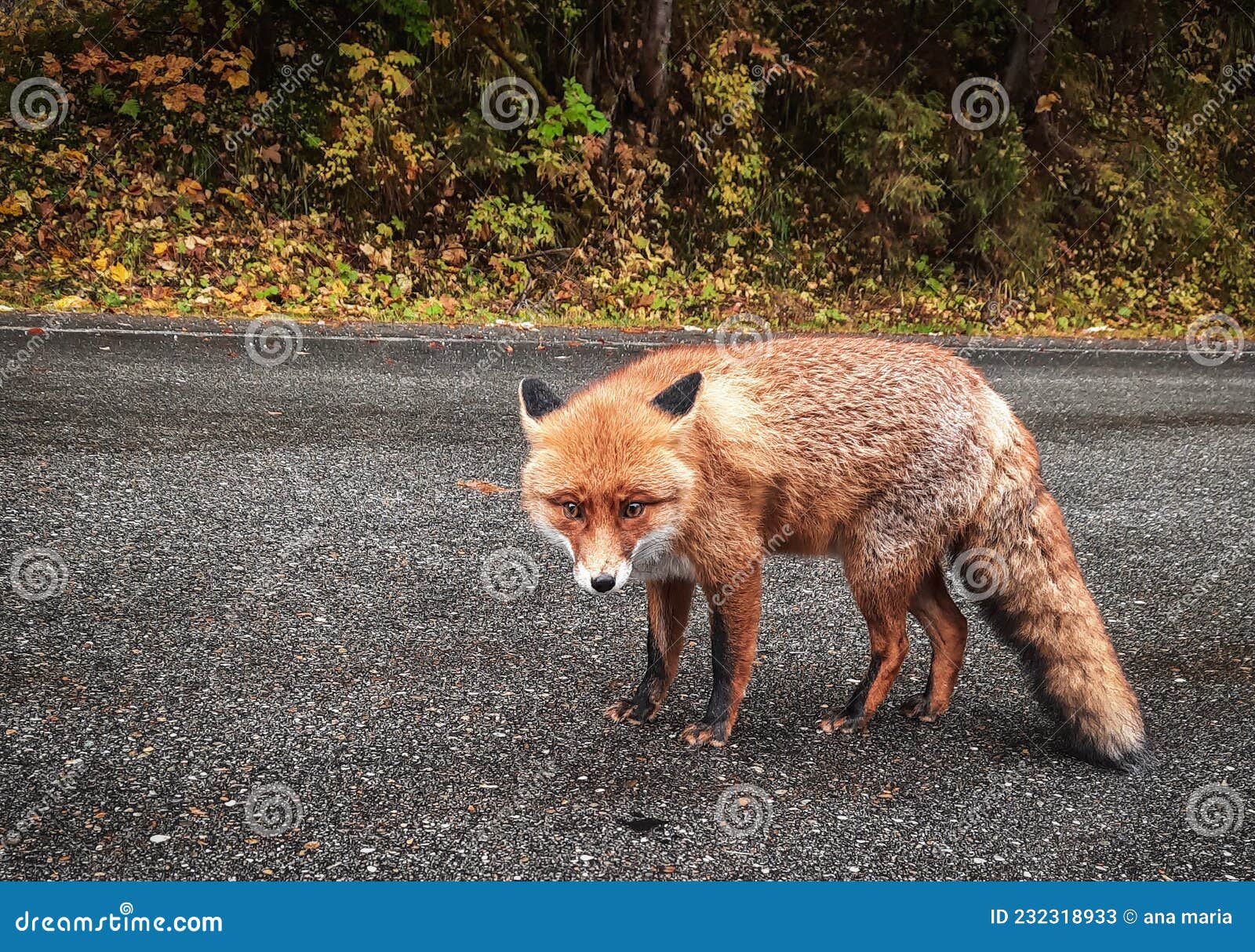 Fox on the road stock image. Image of photoshoot, mammals - 232318933