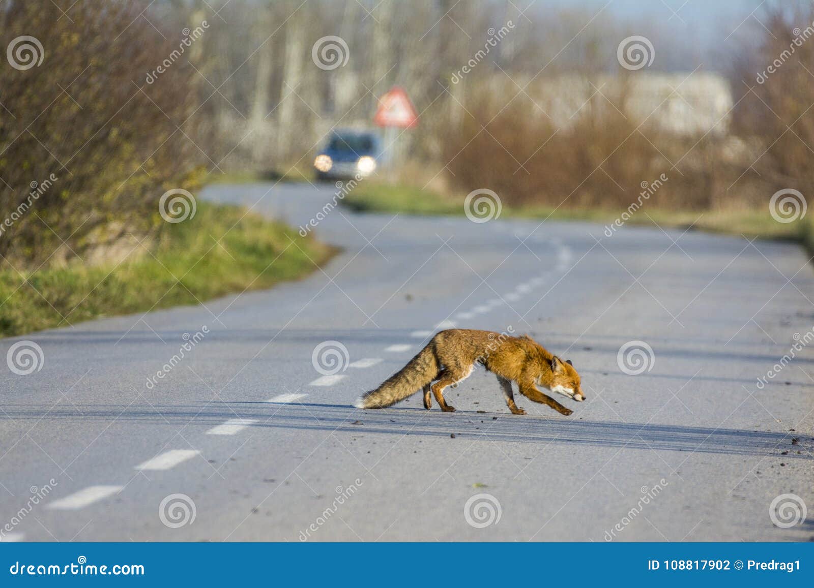 Fox on the Road Next Forest Stock Photo - Image of accidents, trophies ...