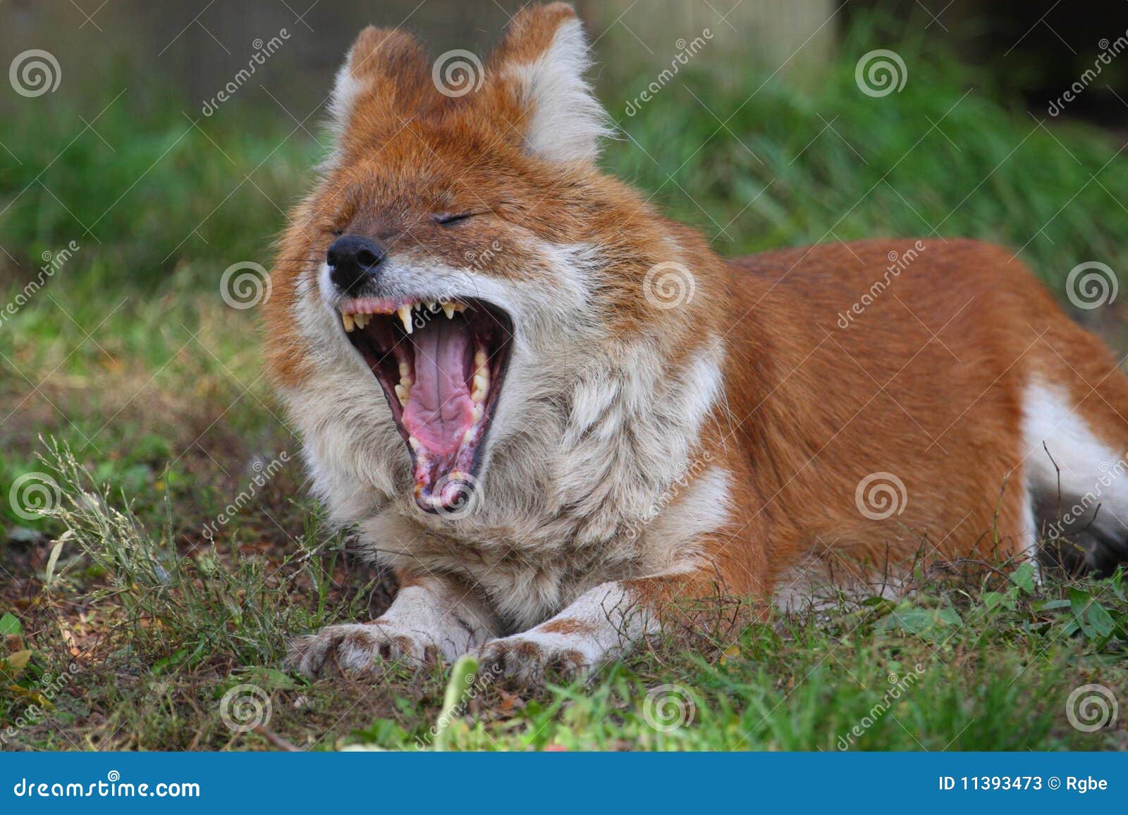 Fox roar stock image. Image of mouth, wildlife, wild - 11393473