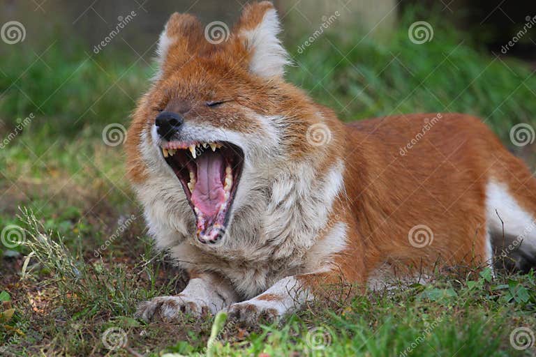 Fox roar stock image. Image of mouth, wildlife, wild - 11393473