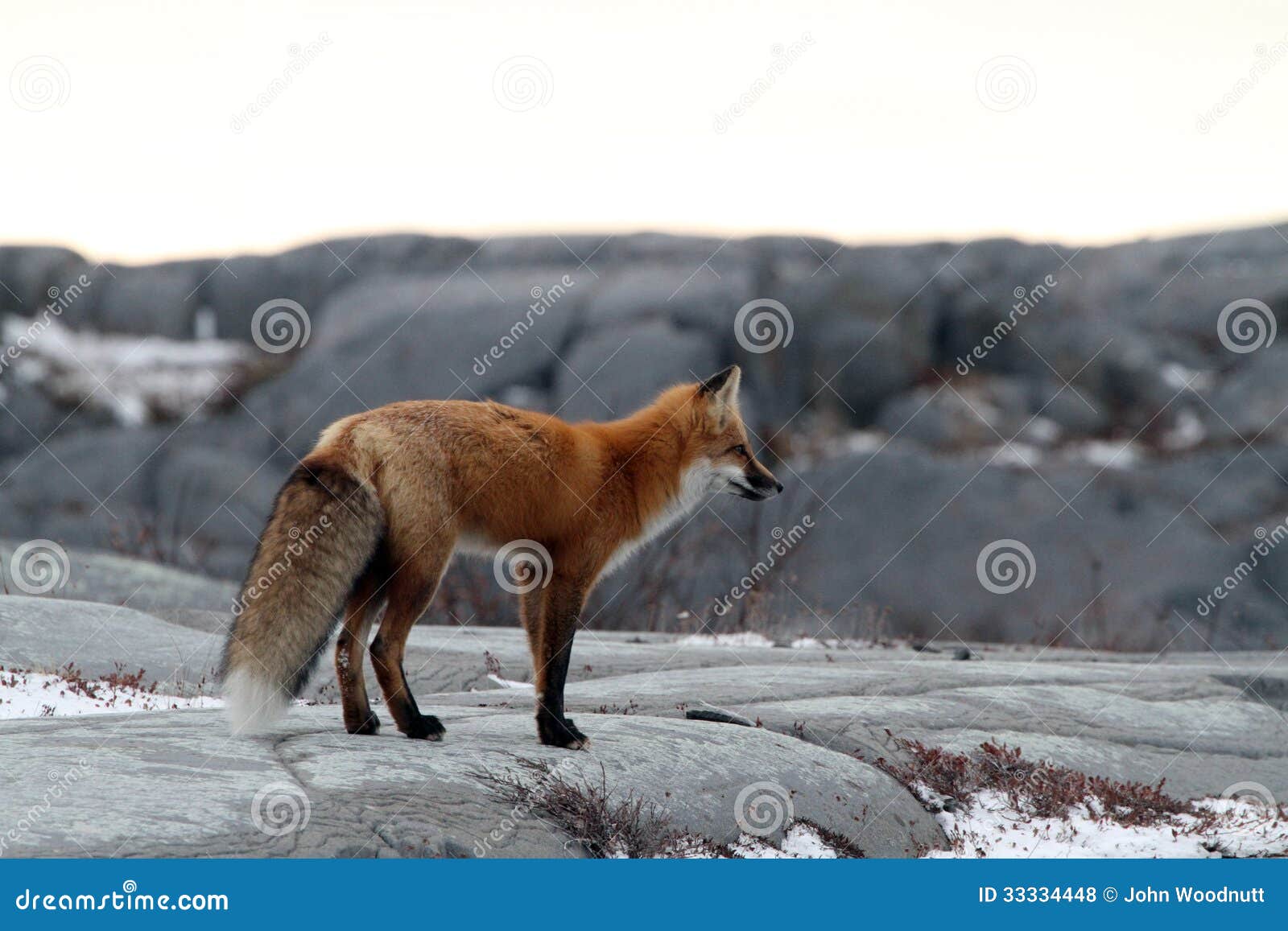 Fox on rock stock photo. Image of nose, sleep, silhouette - 33334448