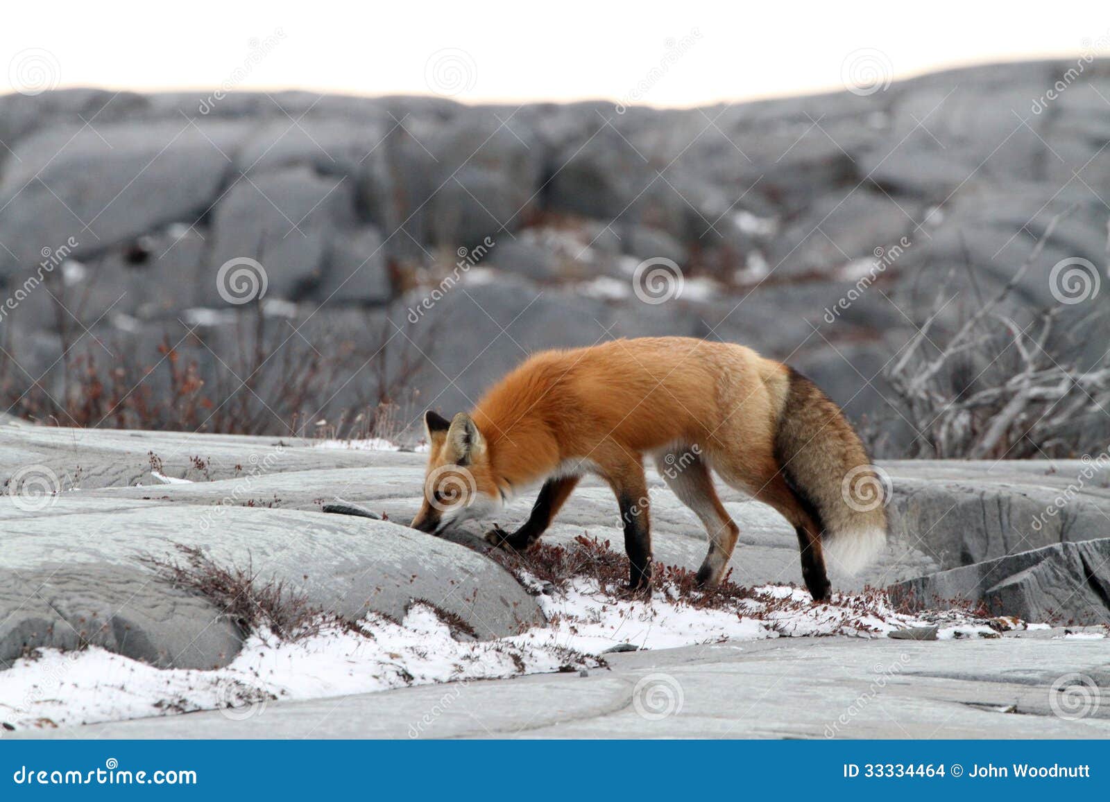 Fox on rock stock photo. Image of falling, search, hibernate - 33334464