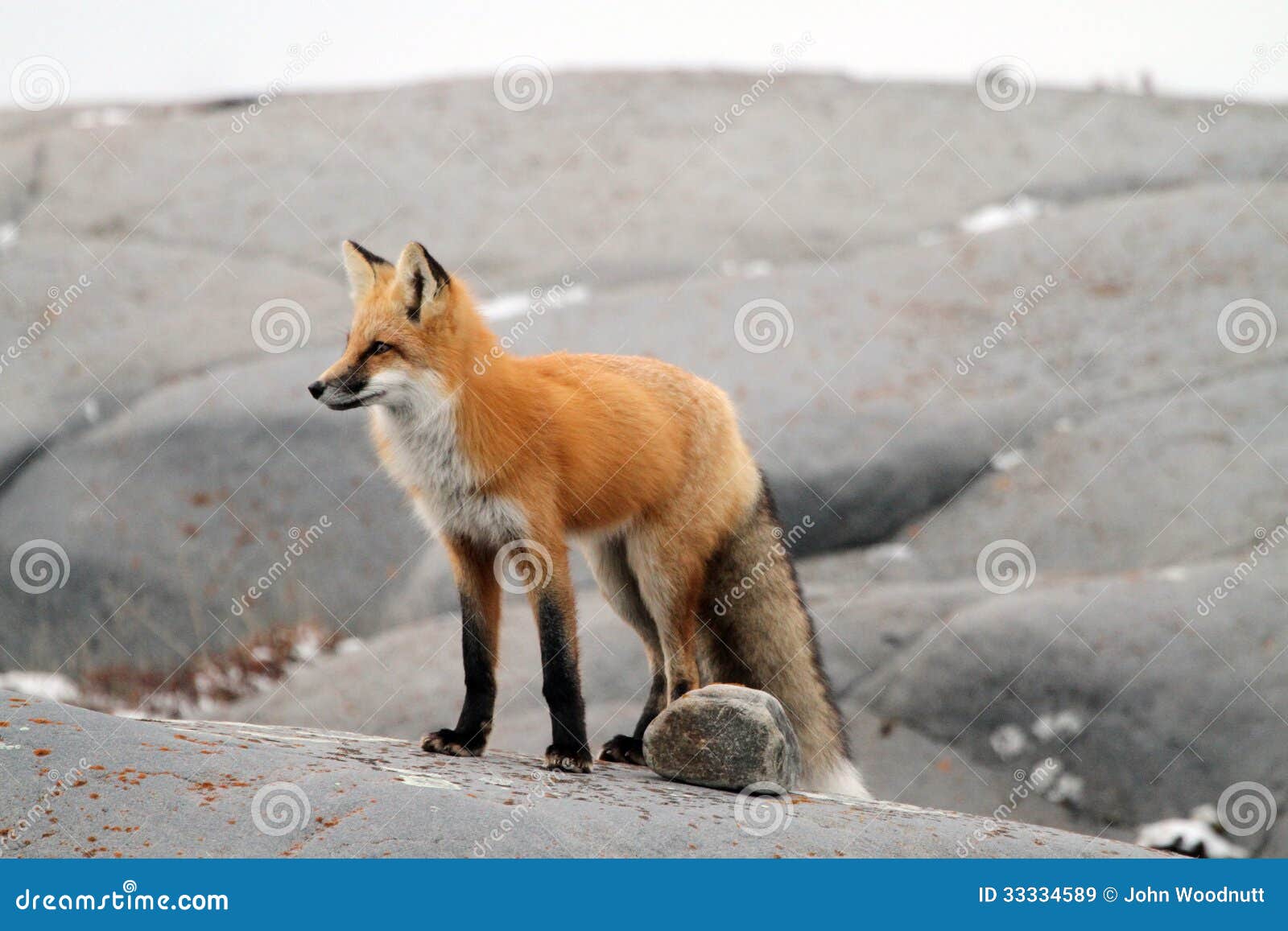 Fox on rock stock image. Image of silhouette, silver - 33334589