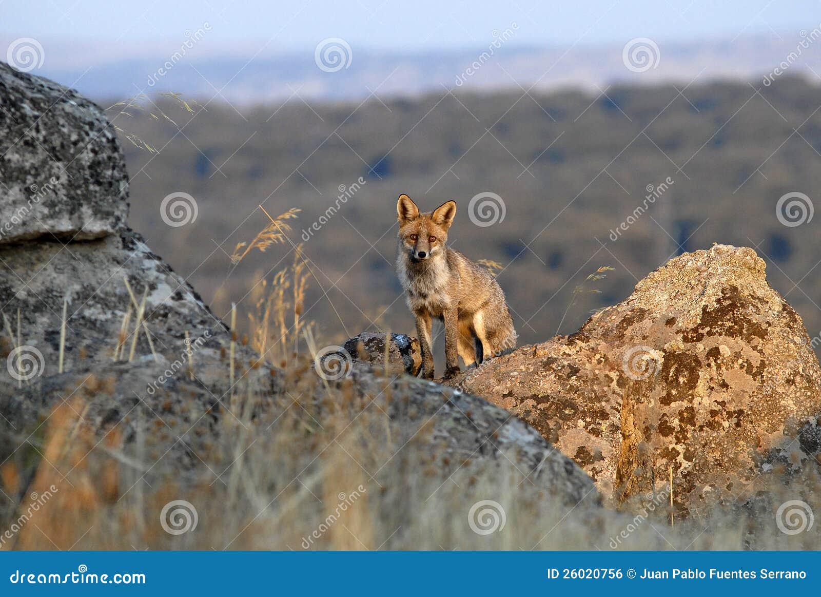 Fox rocks stock photo. Image of foxes, wildlife, animal - 26020756
