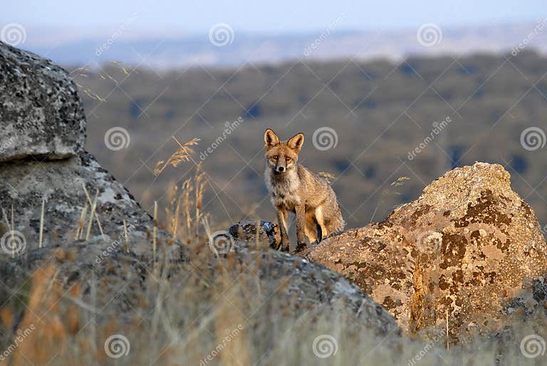 Fox rocks stock photo. Image of foxes, wildlife, animal - 26020756