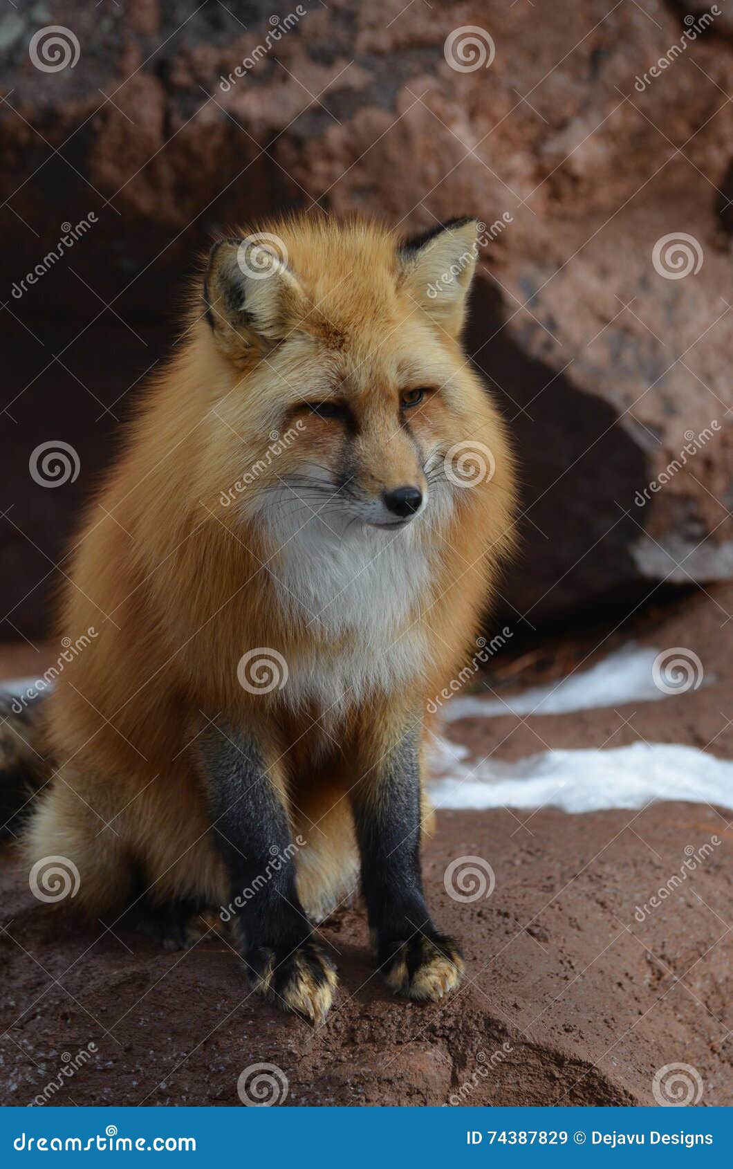 Fox on the Rocks stock image. Image of nature, wildlife - 74387829