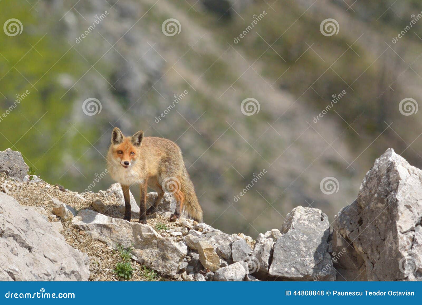 Fox stock photo. Image of romania, shooting, posing, hunting - 44808848