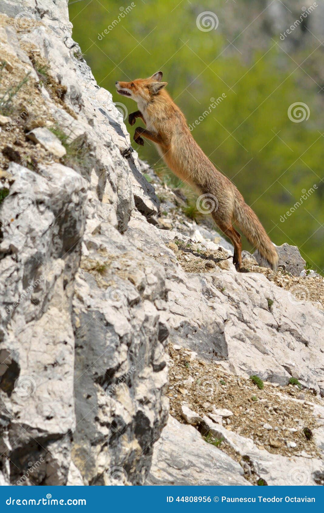 Fox stock photo. Image of marmot, ecosystem, romania - 44808956