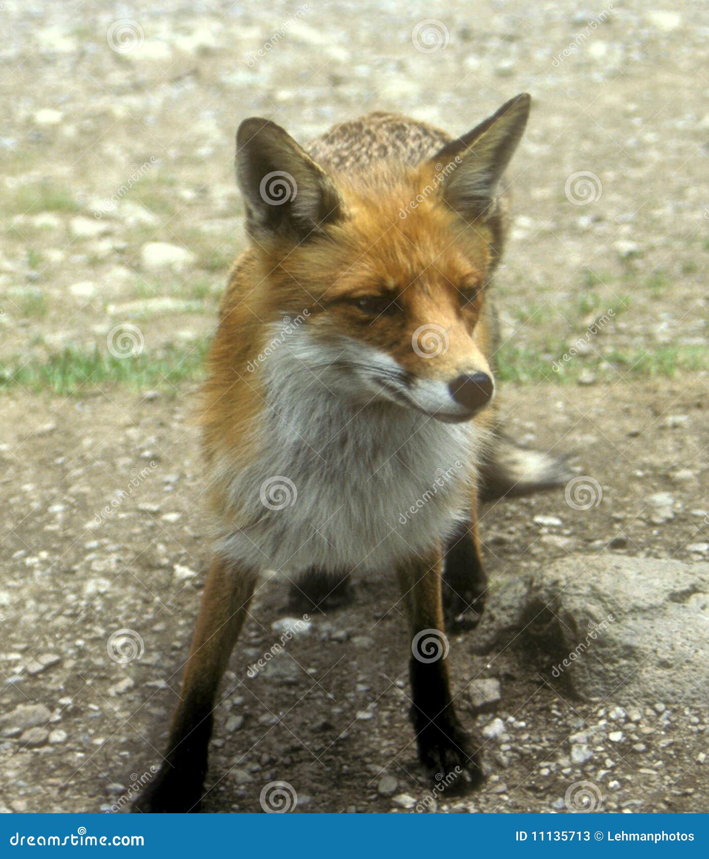 Fox rouge image stock. Image du mexique, mammifère, griffes - 11135713