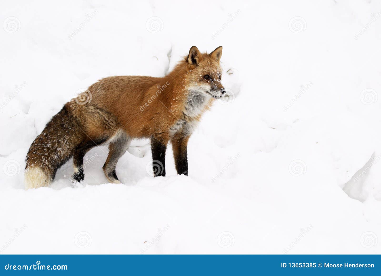 Fox rouge image stock. Image du créatures, renard, animal - 13653385