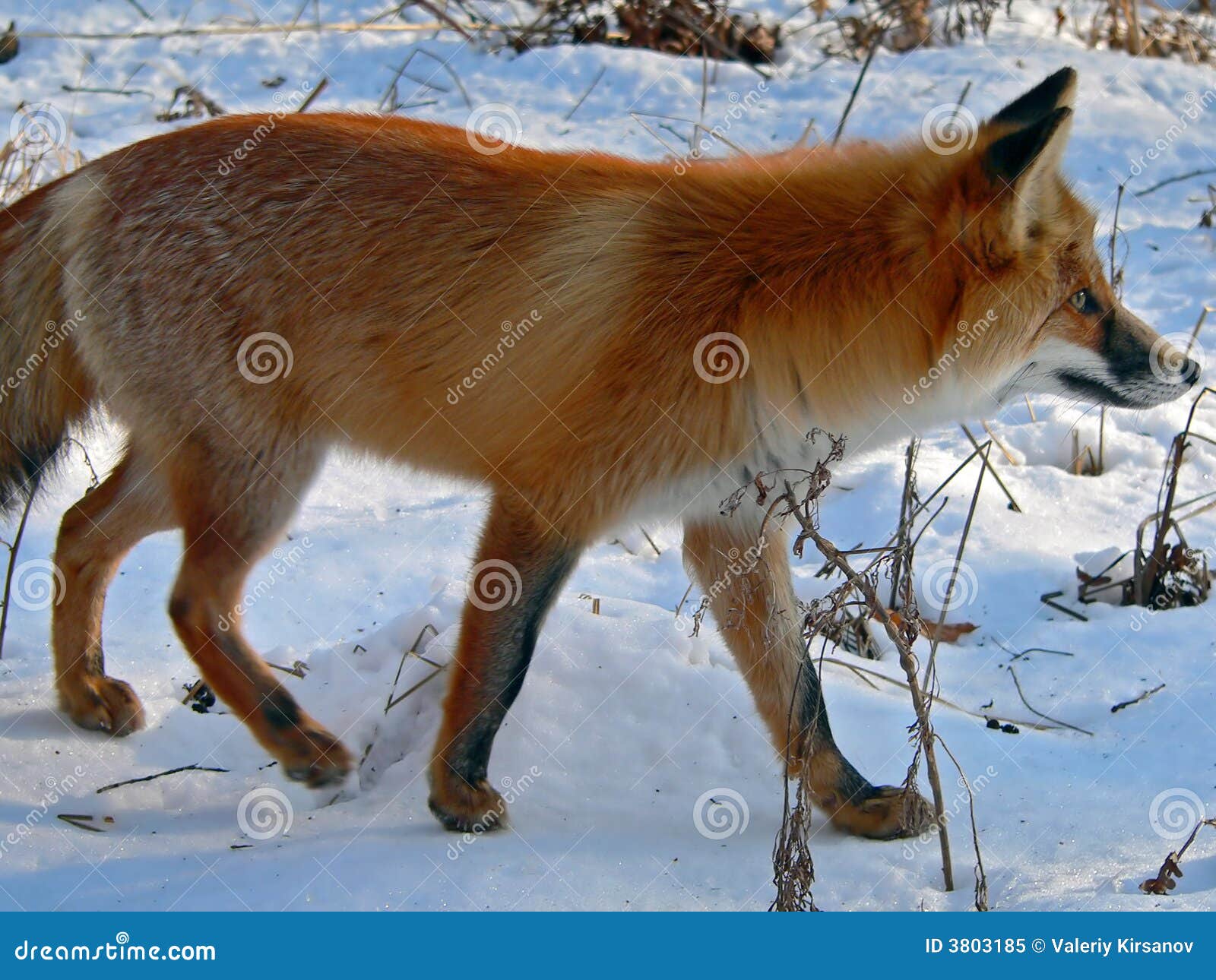 Fox rouge 16 image stock. Image du animaux, forêt, mammifères - 3803185