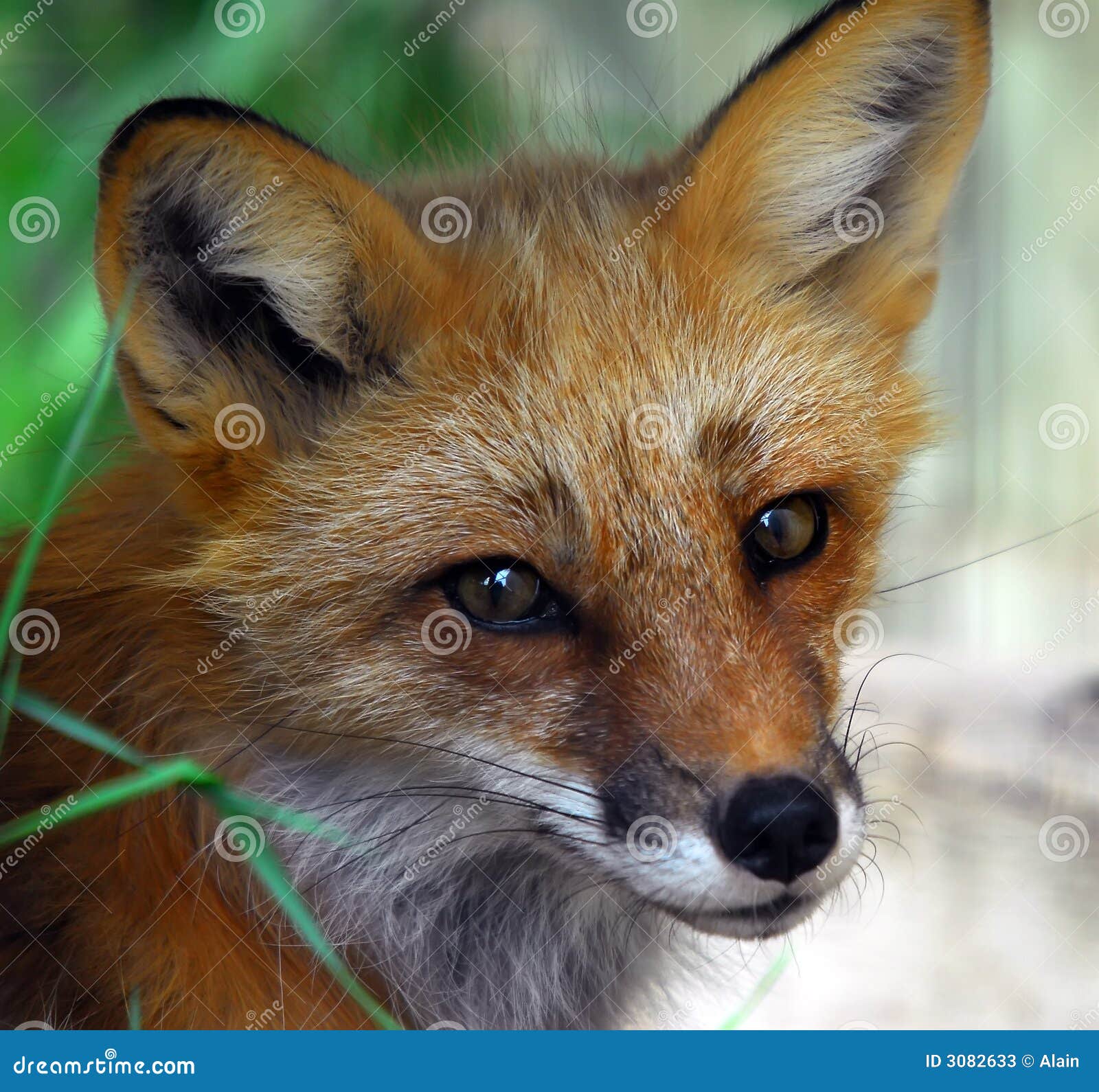 Fox rouge image stock. Image du astucieux, fourrure, animal - 3082633